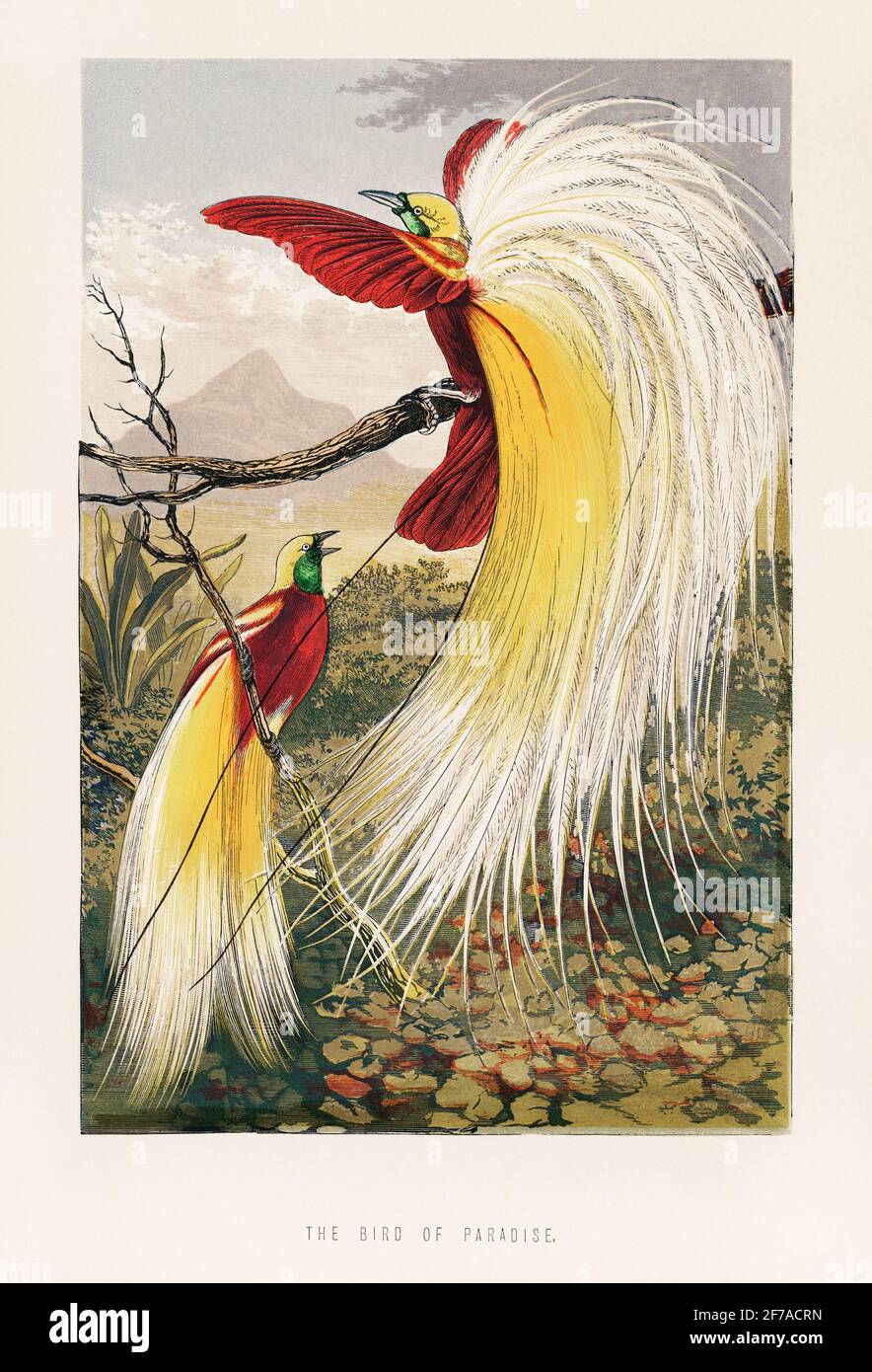 Two feathers drawing hi-res stock photography and images - Alamy