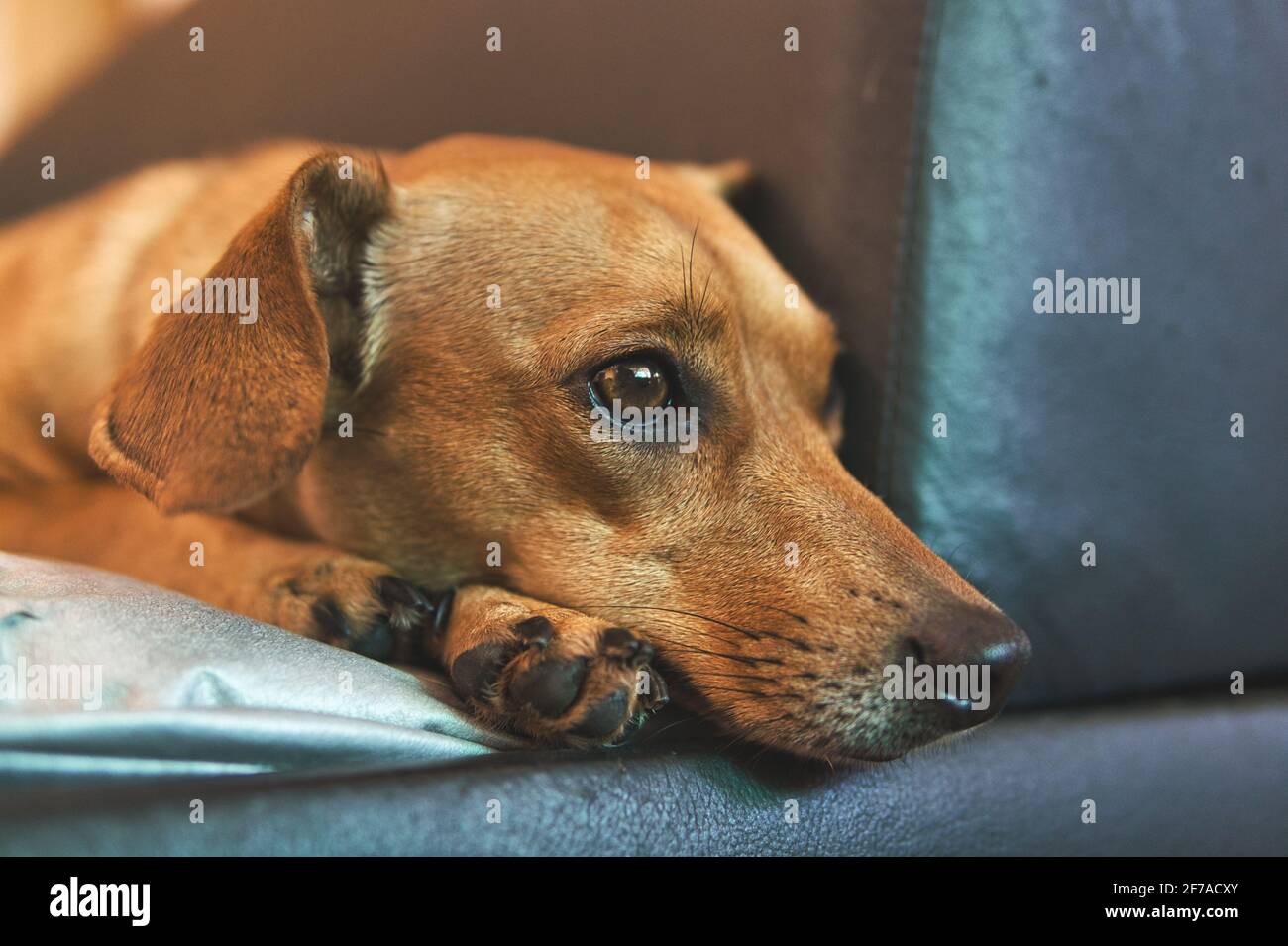 small cute dog resting in a black couch Stock Photo - Alamy
