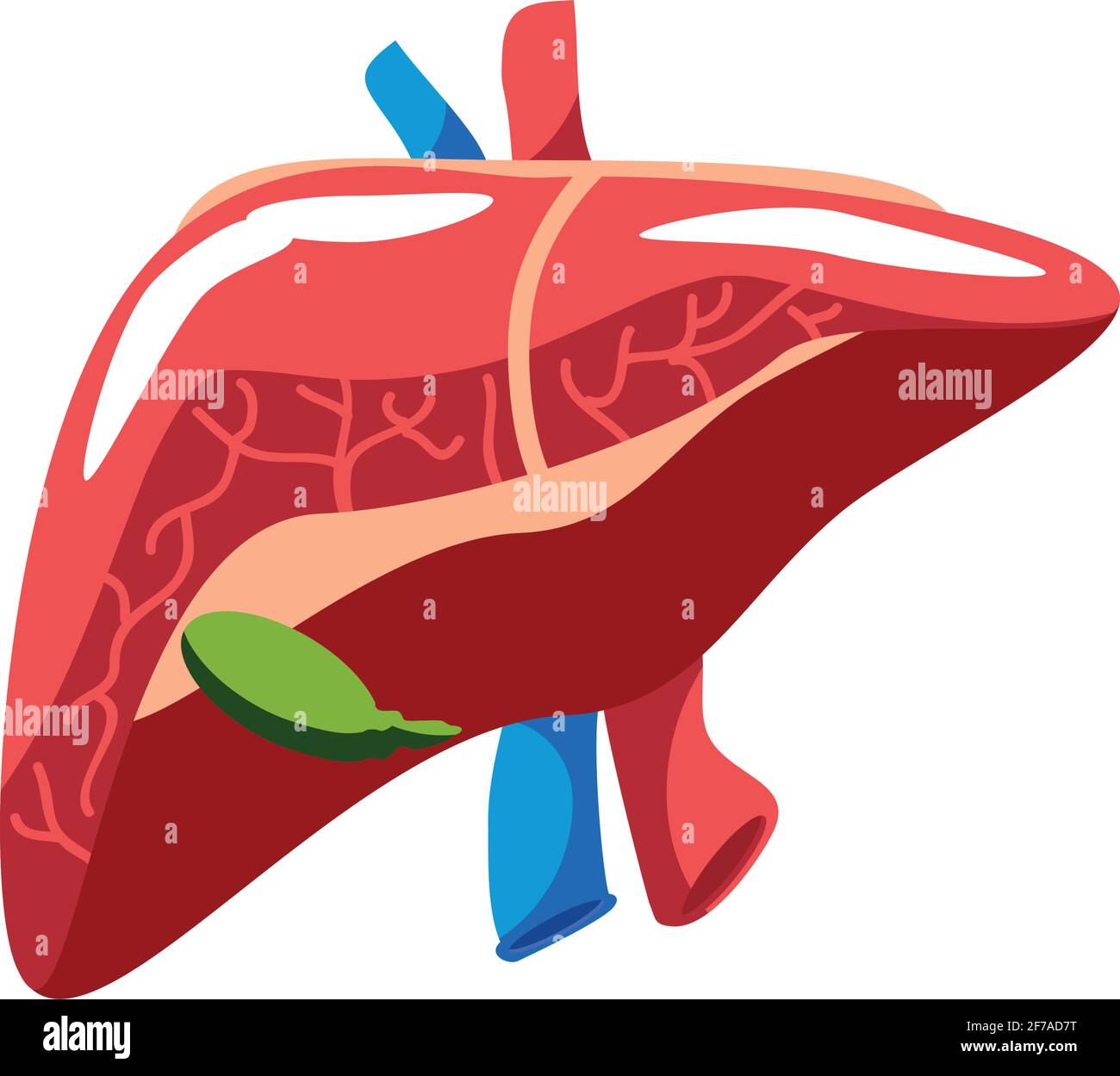 Human body veins structure anatomy Stock Vector Images - Alamy