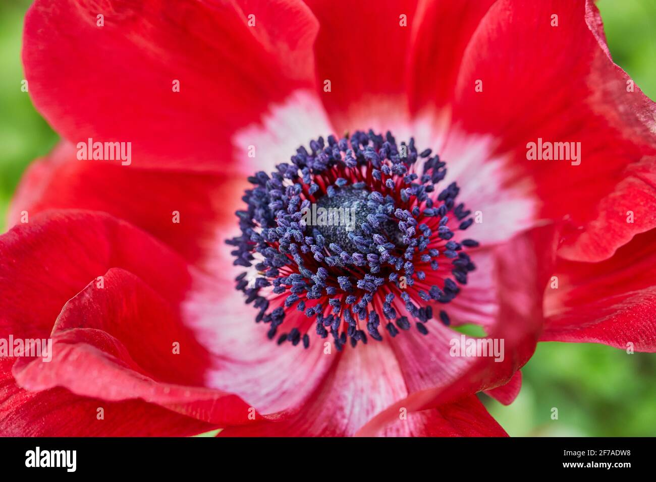 Close up red flowers growing hi-res stock photography and images - Alamy