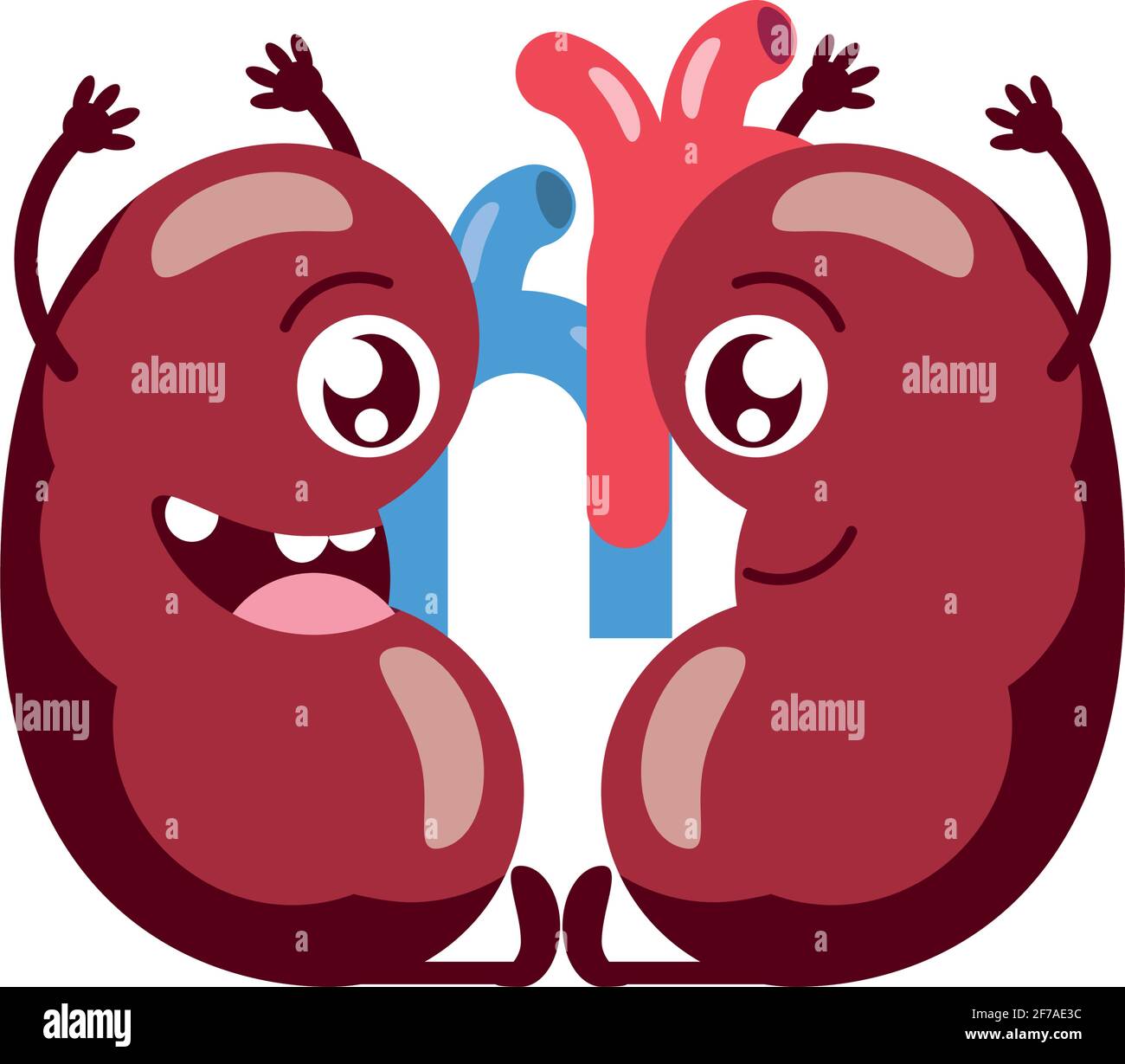 cute kidneys organ Stock Vector Image & Art - Alamy