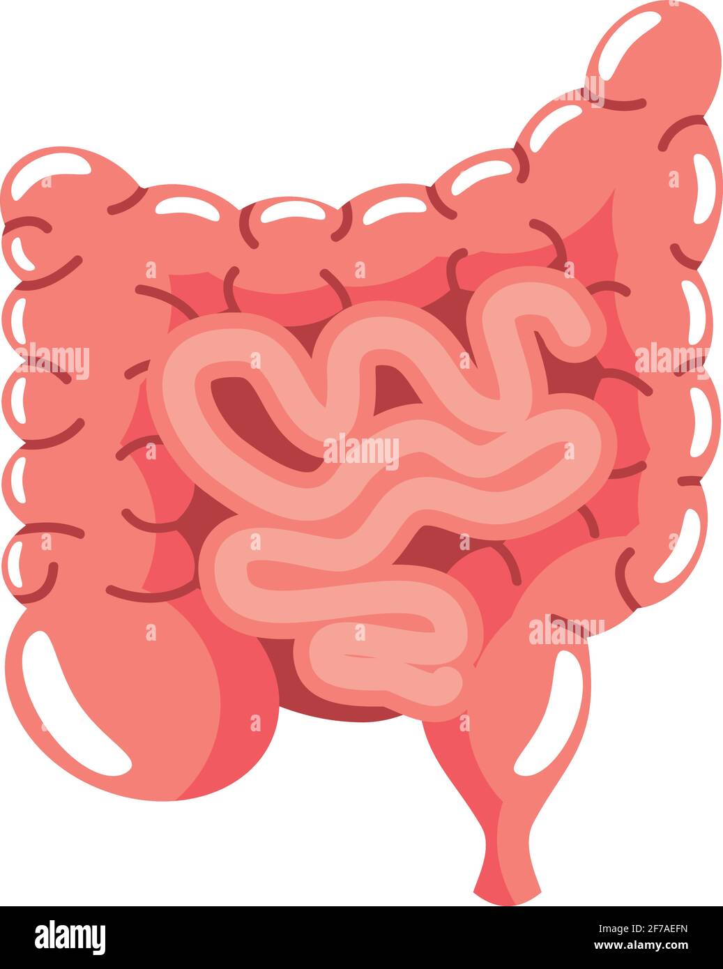 human intestines system Stock Vector Image & Art - Alamy