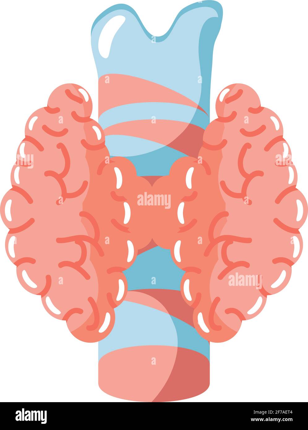 human thyroid organ Stock Vector Image & Art - Alamy