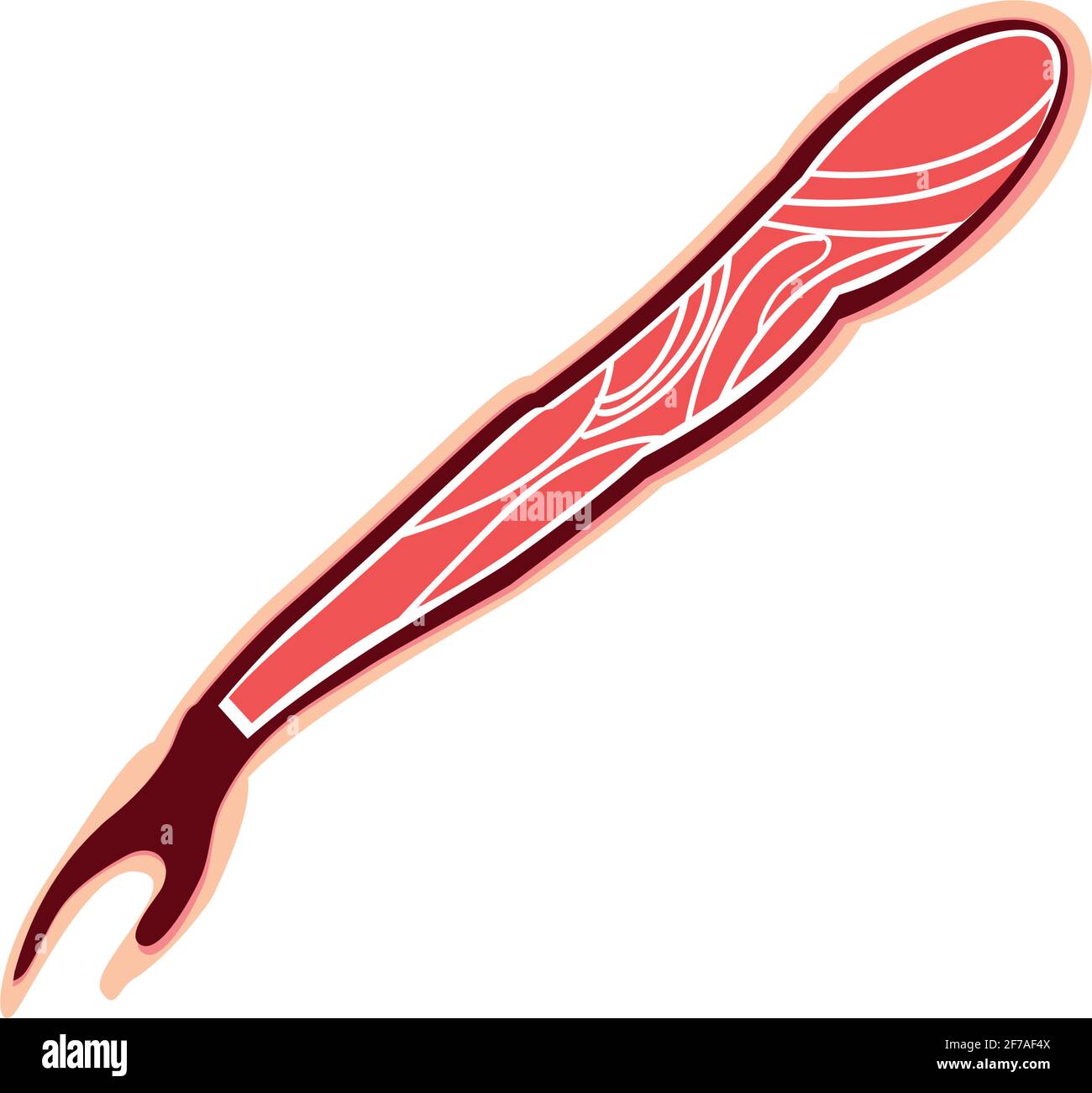 human muscle arm Stock Vector Image & Art - Alamy