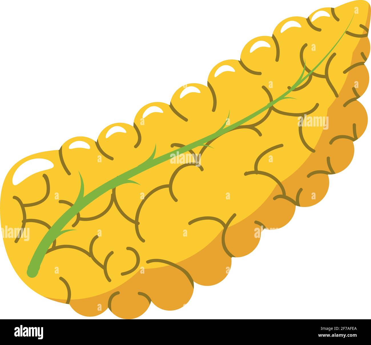 human pancreas organ Stock Vector Image & Art - Alamy