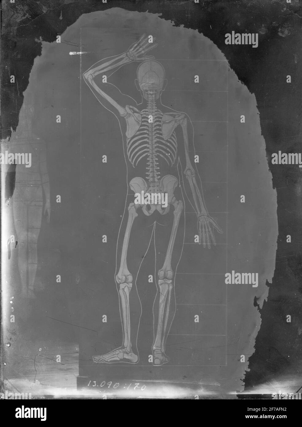 Skeleton (from behind Stock Photo - Alamy