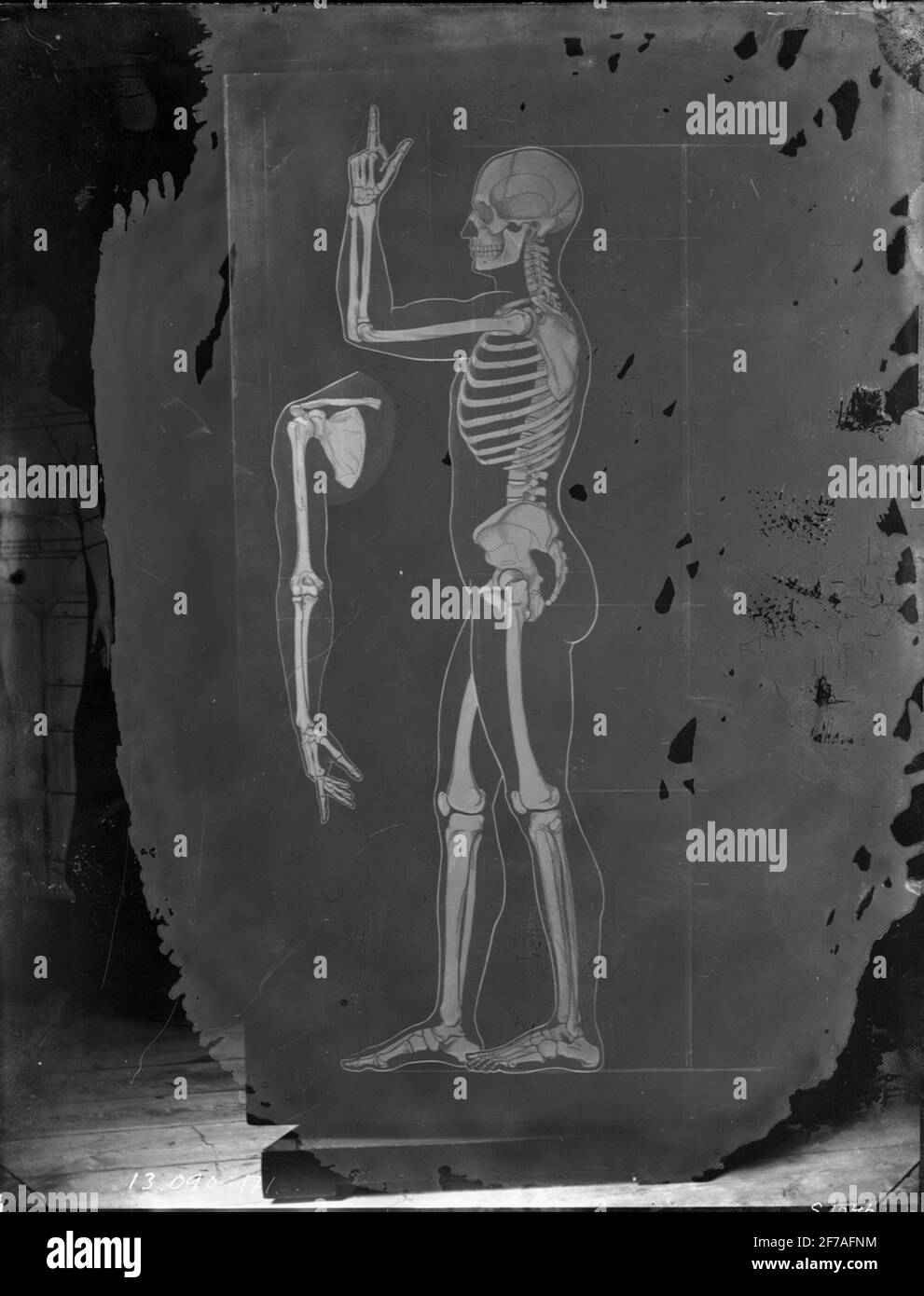Fossil prehistoric human skeleton Black and White Stock Photos & Images ...