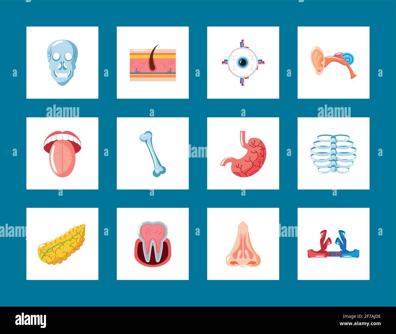 human organs cartoon Stock Vector Image & Art - Alamy