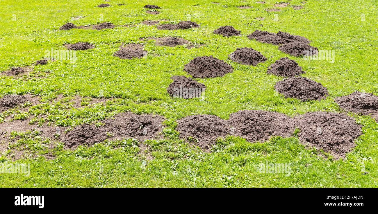 Fresh molehills at a garden meadow Stock Photo - Alamy