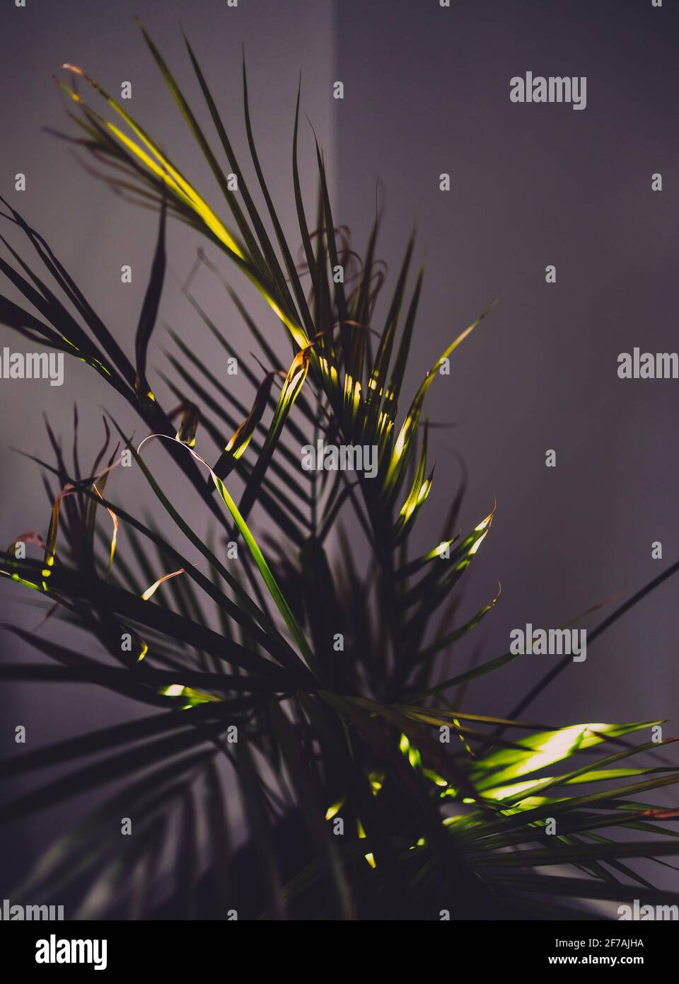 golden cane palm tree with lush leaves in pots indoor next to white ...