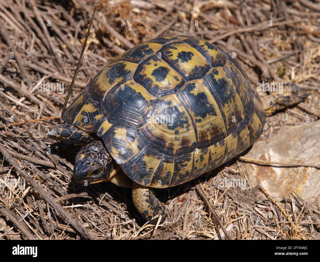 Greek tortoise, Testudo graeca in spain Stock Photo - Alamy