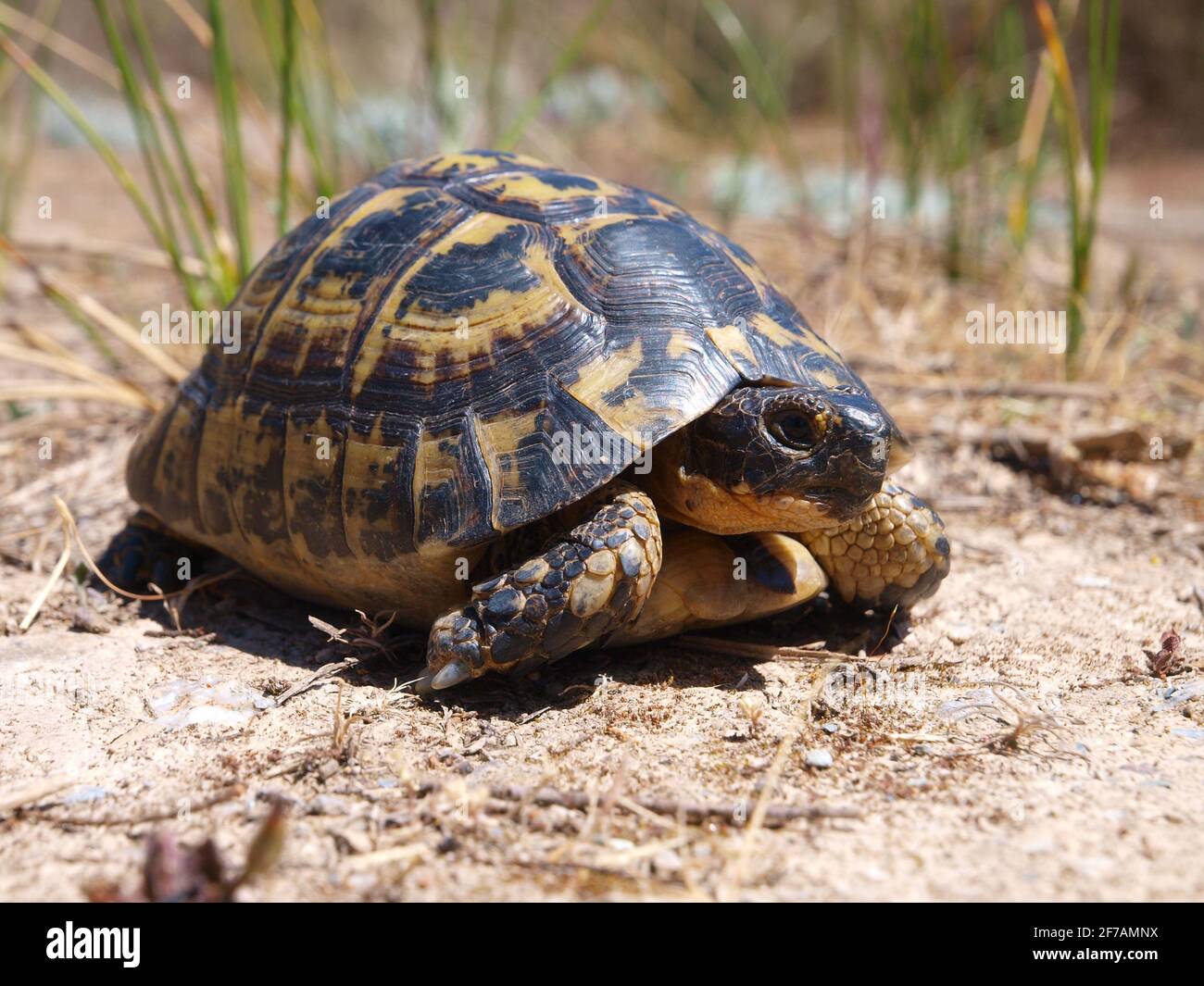 Greek tortoise, Testudo graeca in spain Stock Photo - Alamy