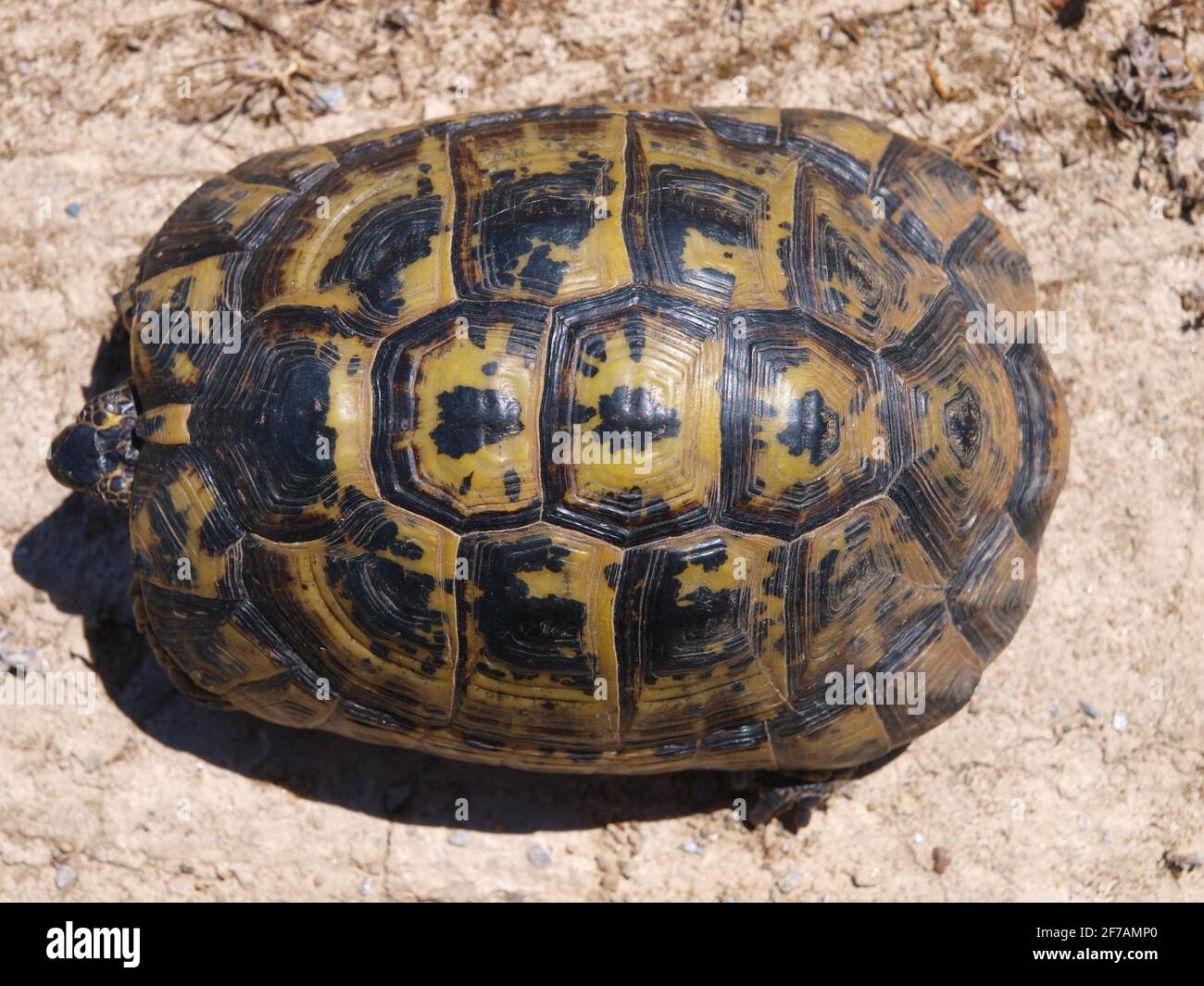 Greek tortoise, Testudo graeca in spain Stock Photo - Alamy