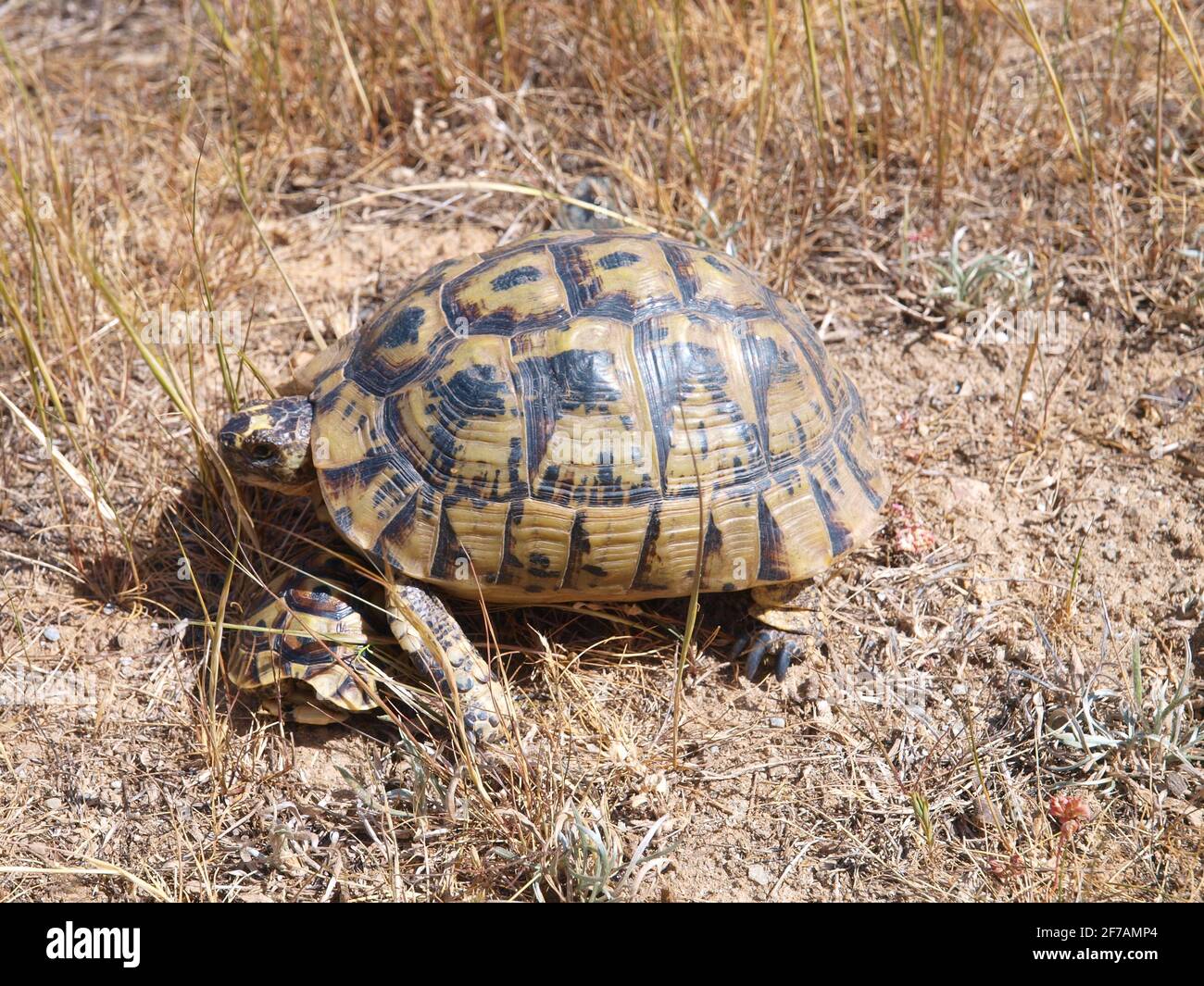 Greek tortoise, Testudo graeca in spain Stock Photo - Alamy