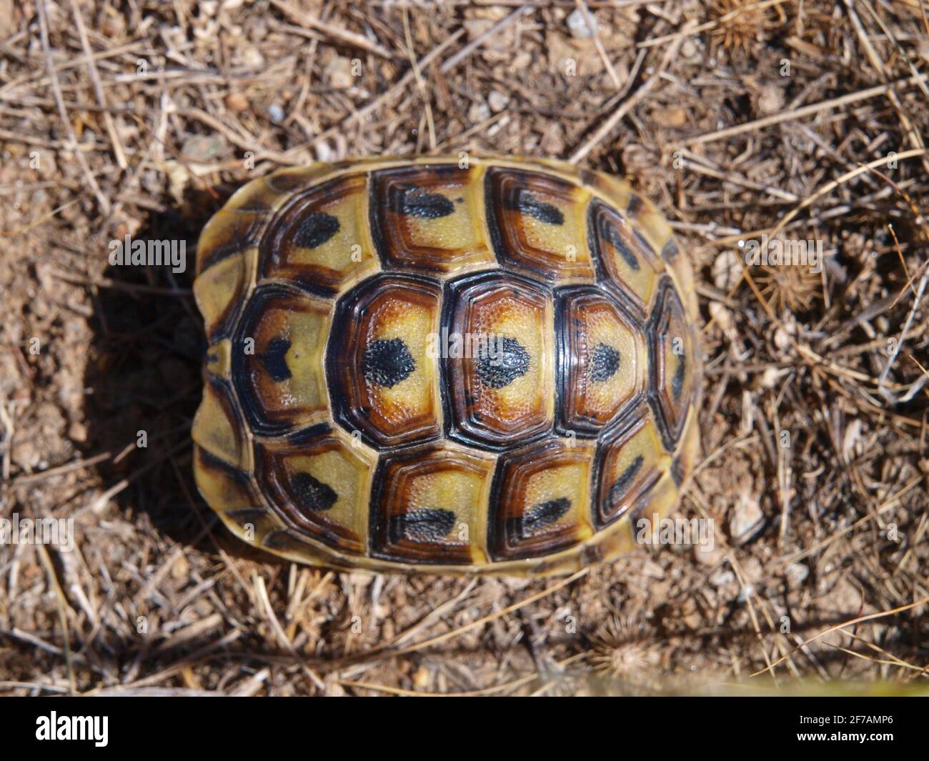 Greek tortoise, Testudo graeca in spain Stock Photo - Alamy