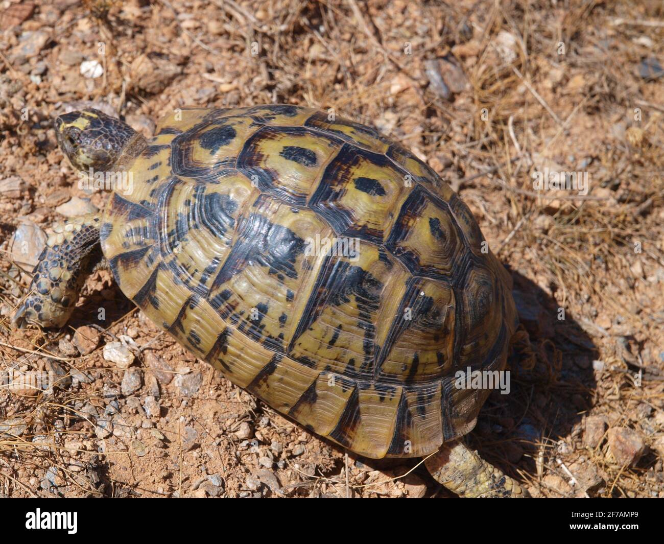 Greek tortoise, Testudo graeca in spain Stock Photo - Alamy