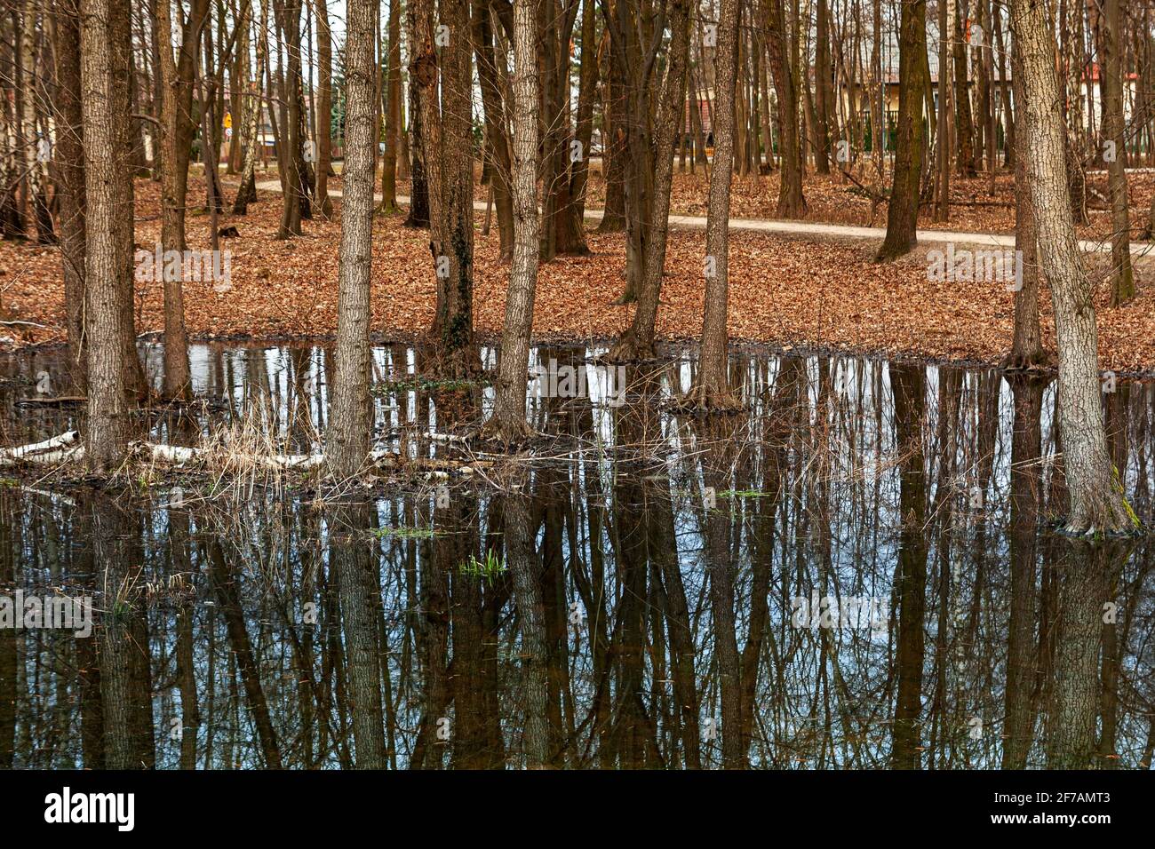 Forest pond with a reflection of trees. Early spring in Poland. Walk in ...