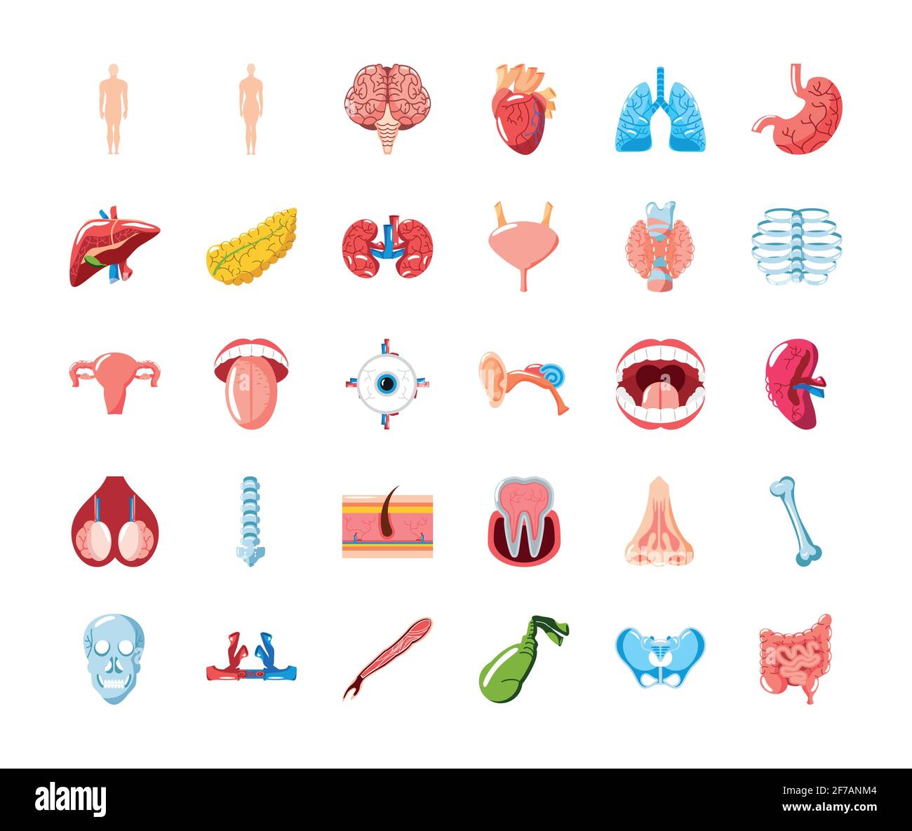 human organs anatomy Stock Vector Image & Art - Alamy