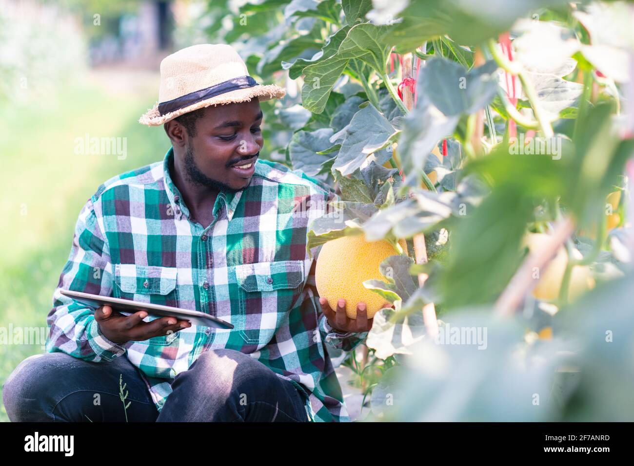 African farmer sitting in the organic melon farm with holding tablet ...