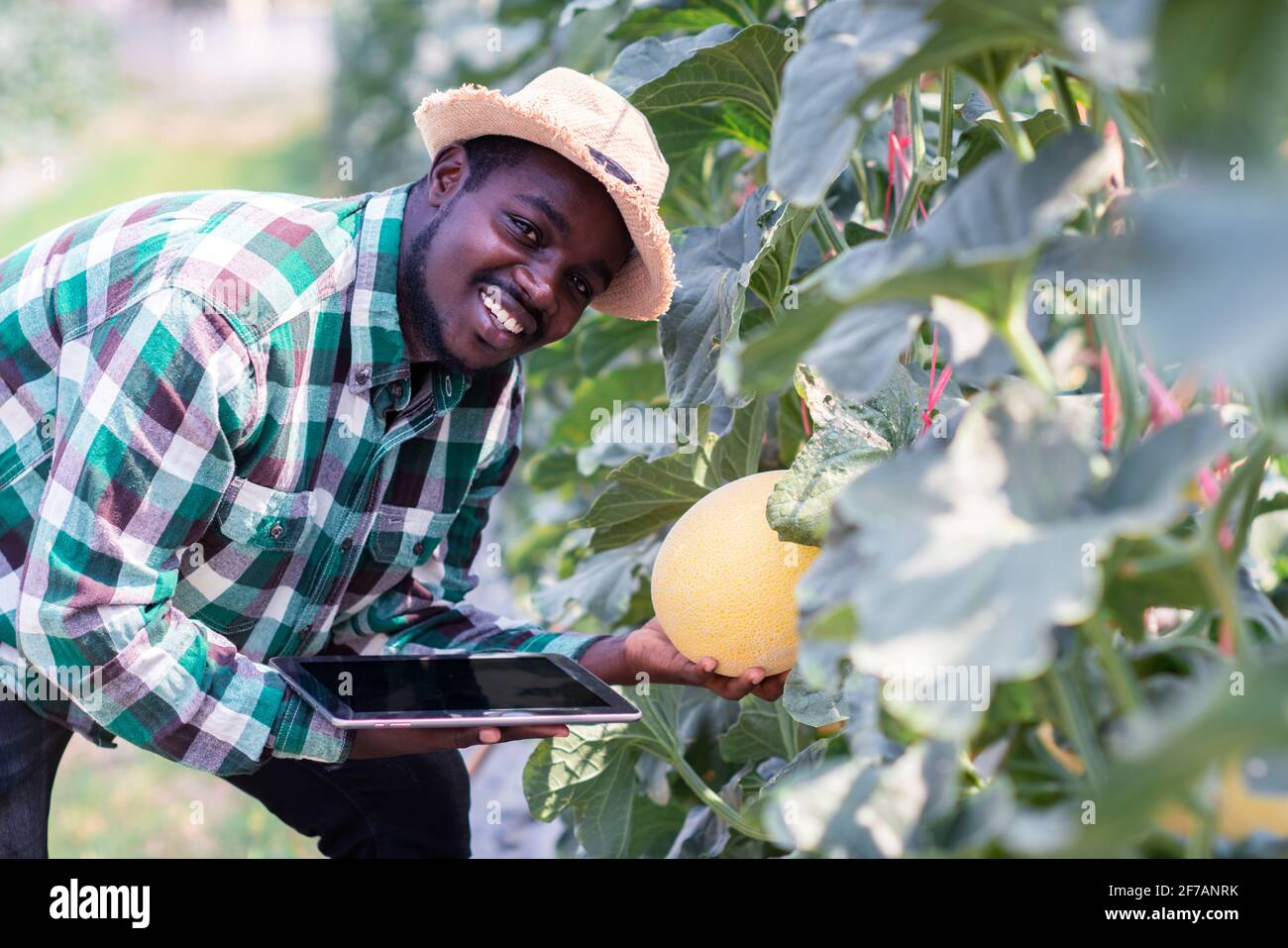 African farmer sitting in the organic melon farm with holding tablet ...