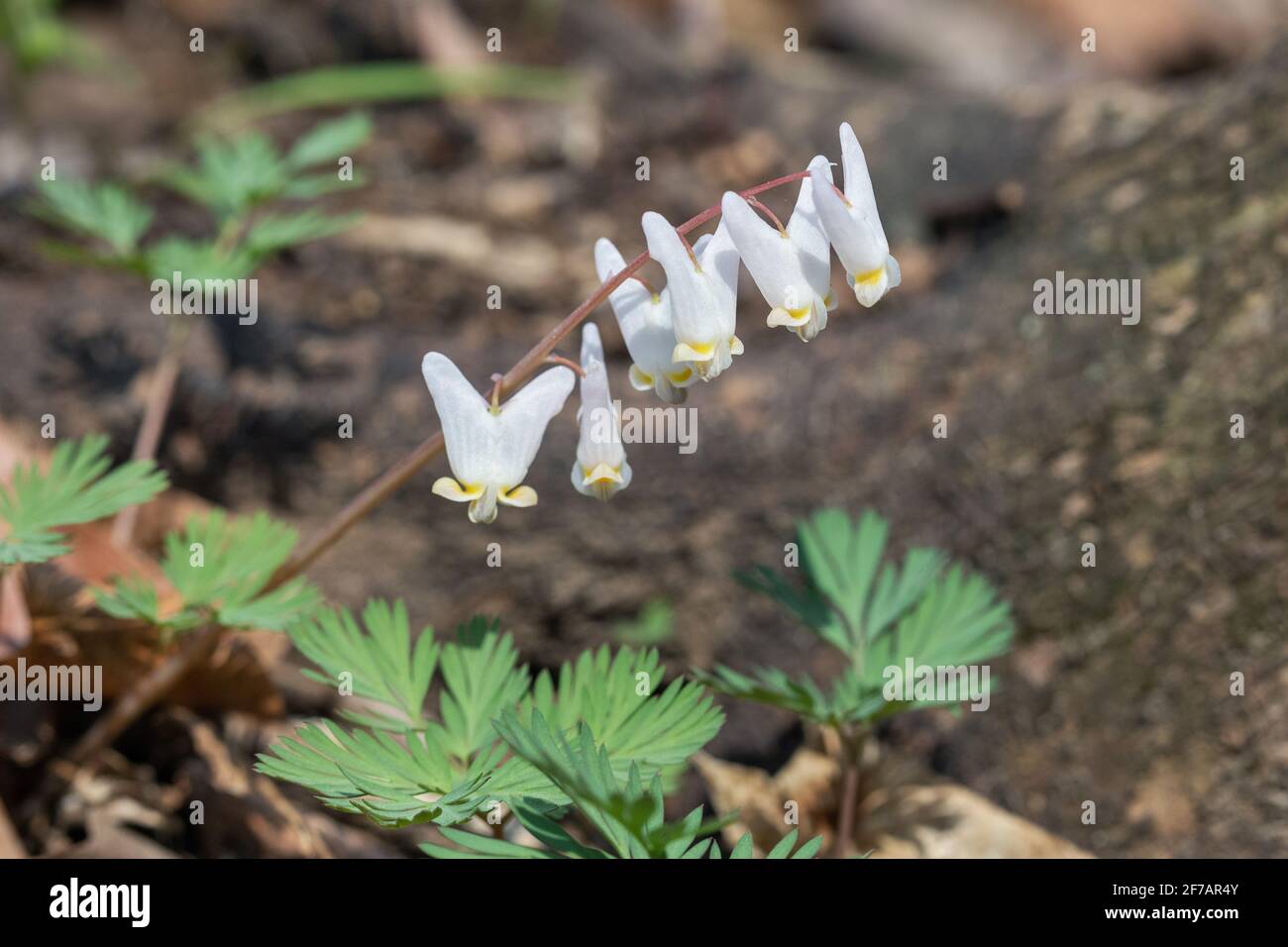 Dutchman’s Breeches flowers (Dicentra cucullaria) in Iowa Stock Photo ...