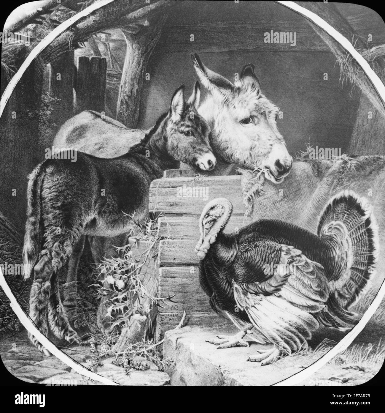 Skiopticone image. Photograph of artwork. Picture of two donkeys and a ...