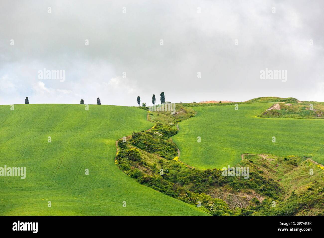 Field with cypress trees on the ridge and a ravine Stock Photo - Alamy