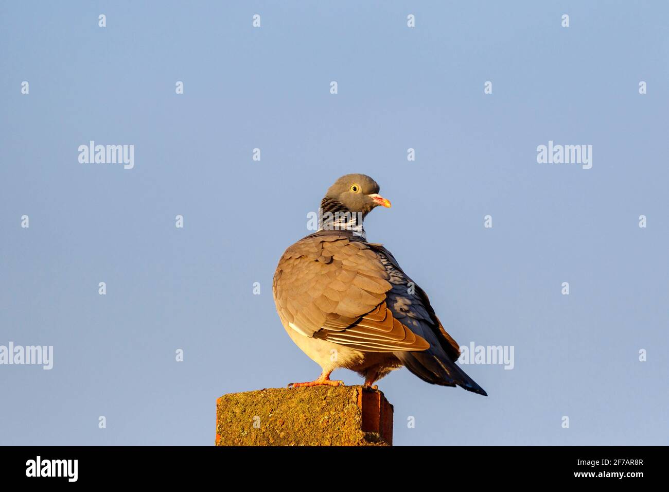 Pigeon looking back hi-res stock photography and images - Alamy