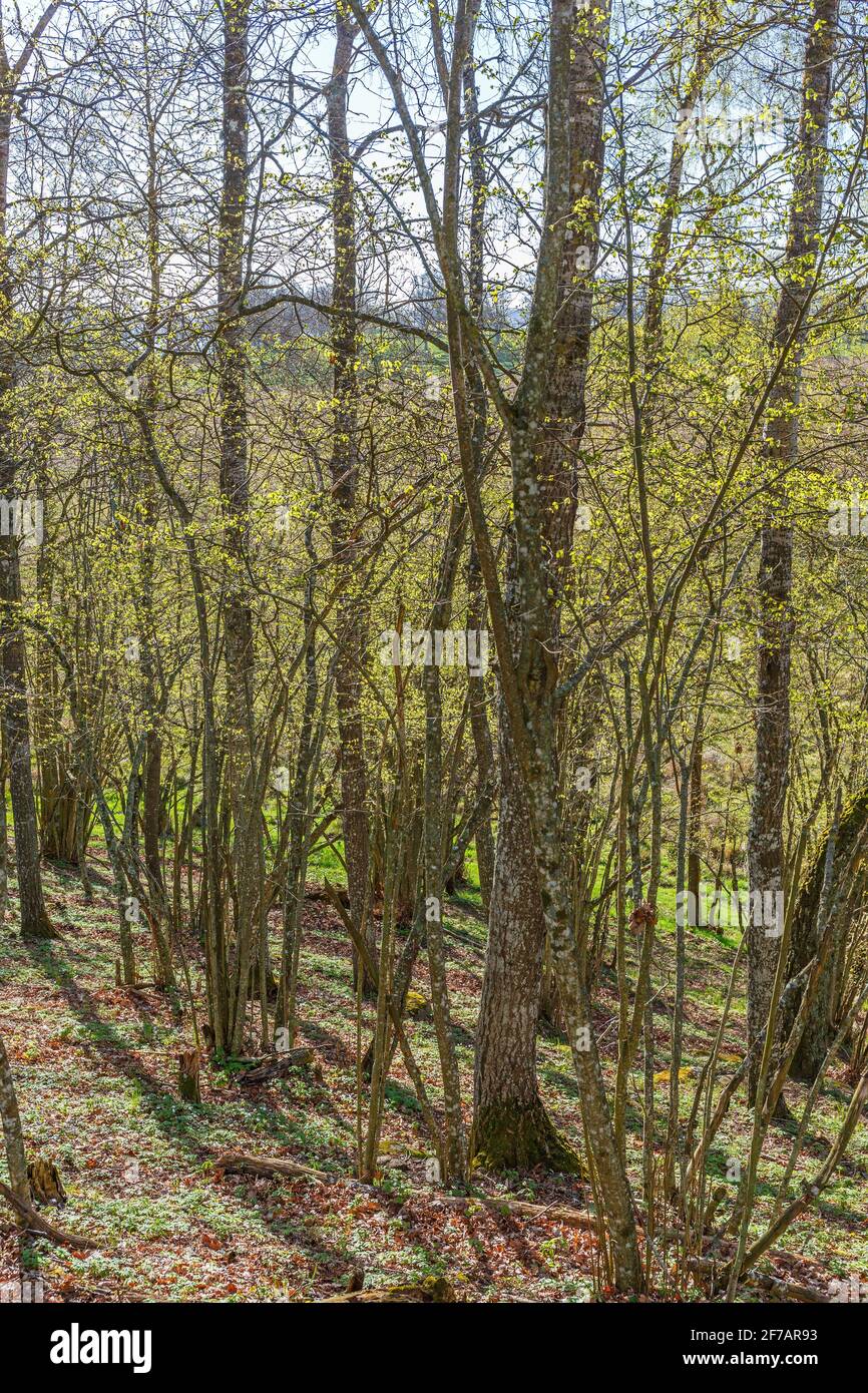 Spring greenery in the woods of hazel trees a spring day Stock Photo ...