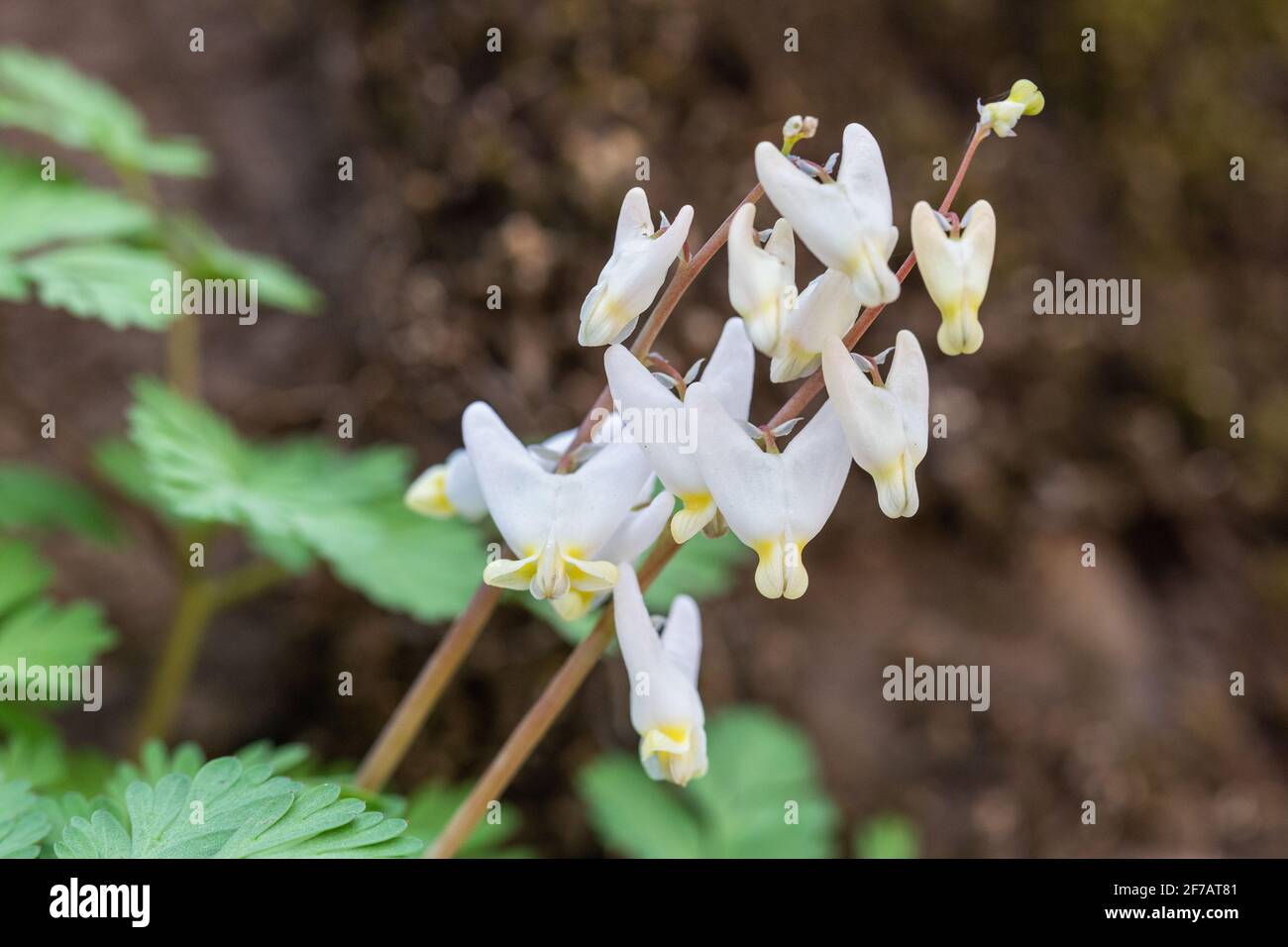 Dutchman’s Breeches flowers (Dicentra cucullaria) in Iowa Stock Photo ...
