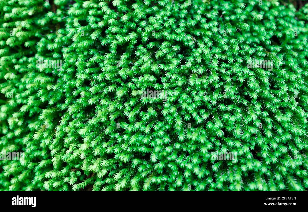texture of juicy bright green moss. great background for design Stock ...