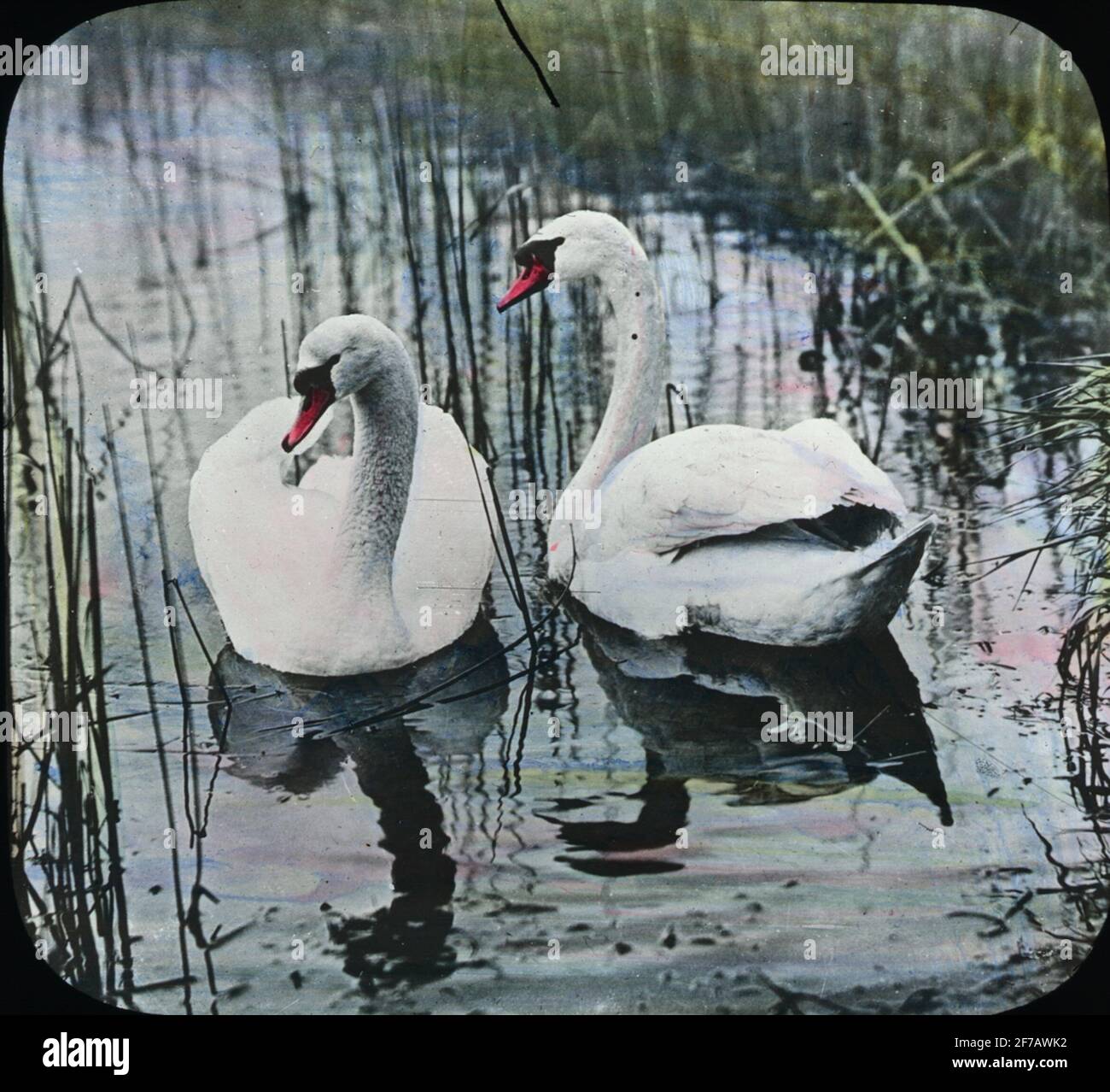 Colored skiolet icon with motifs of two swans Stock Photo - Alamy Colored skiolet icon with motifs of two swans Stock Photo - Alamy