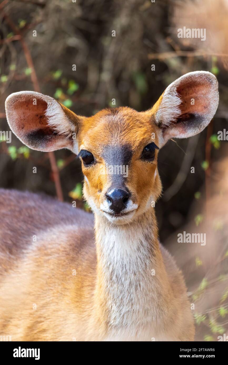 female of rare endemic Menelik bushbuck hiding in bush, Tragelaphus ...