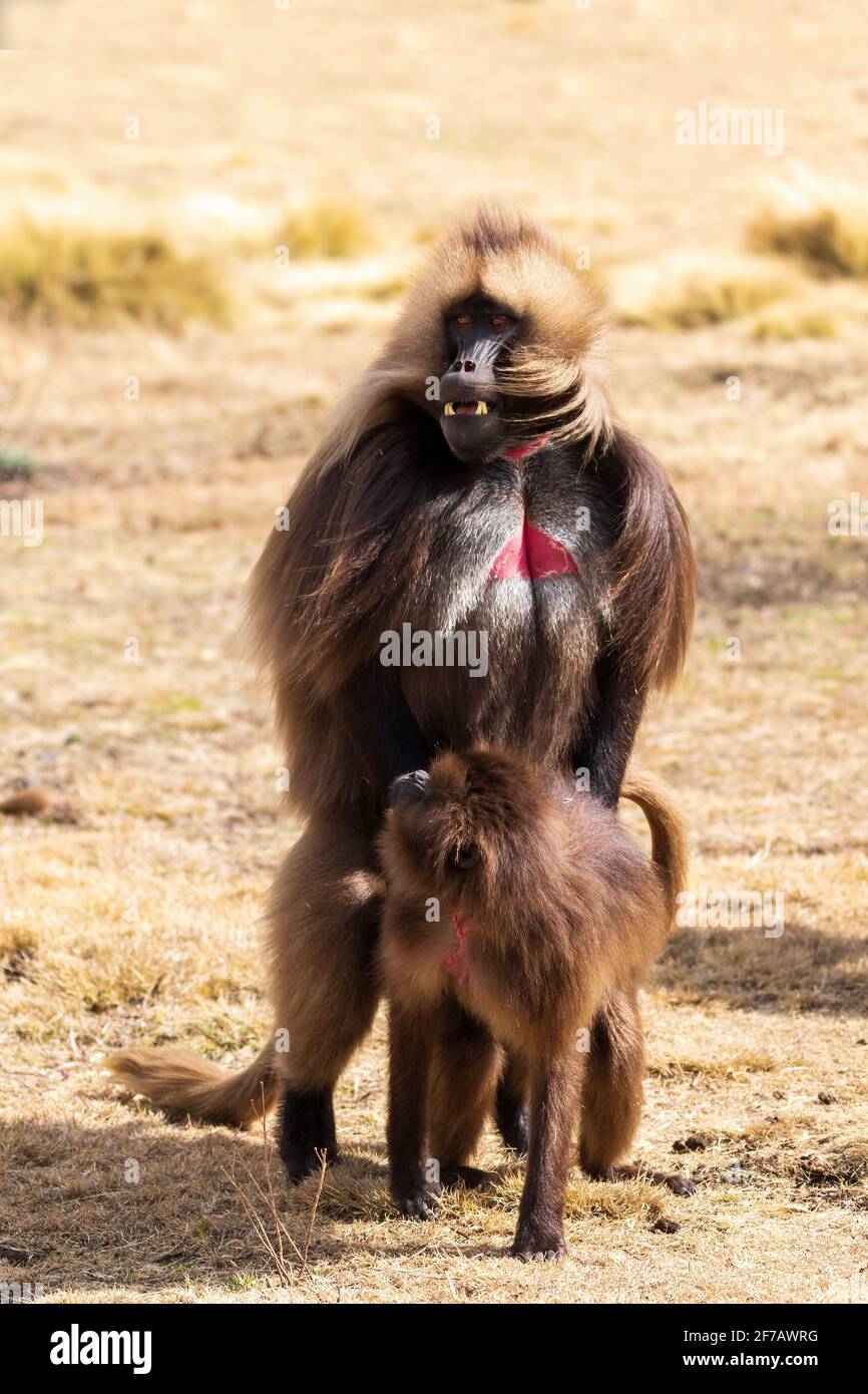 alpha male of endemic animal Gelada monkey with female. Theropithecus ...
