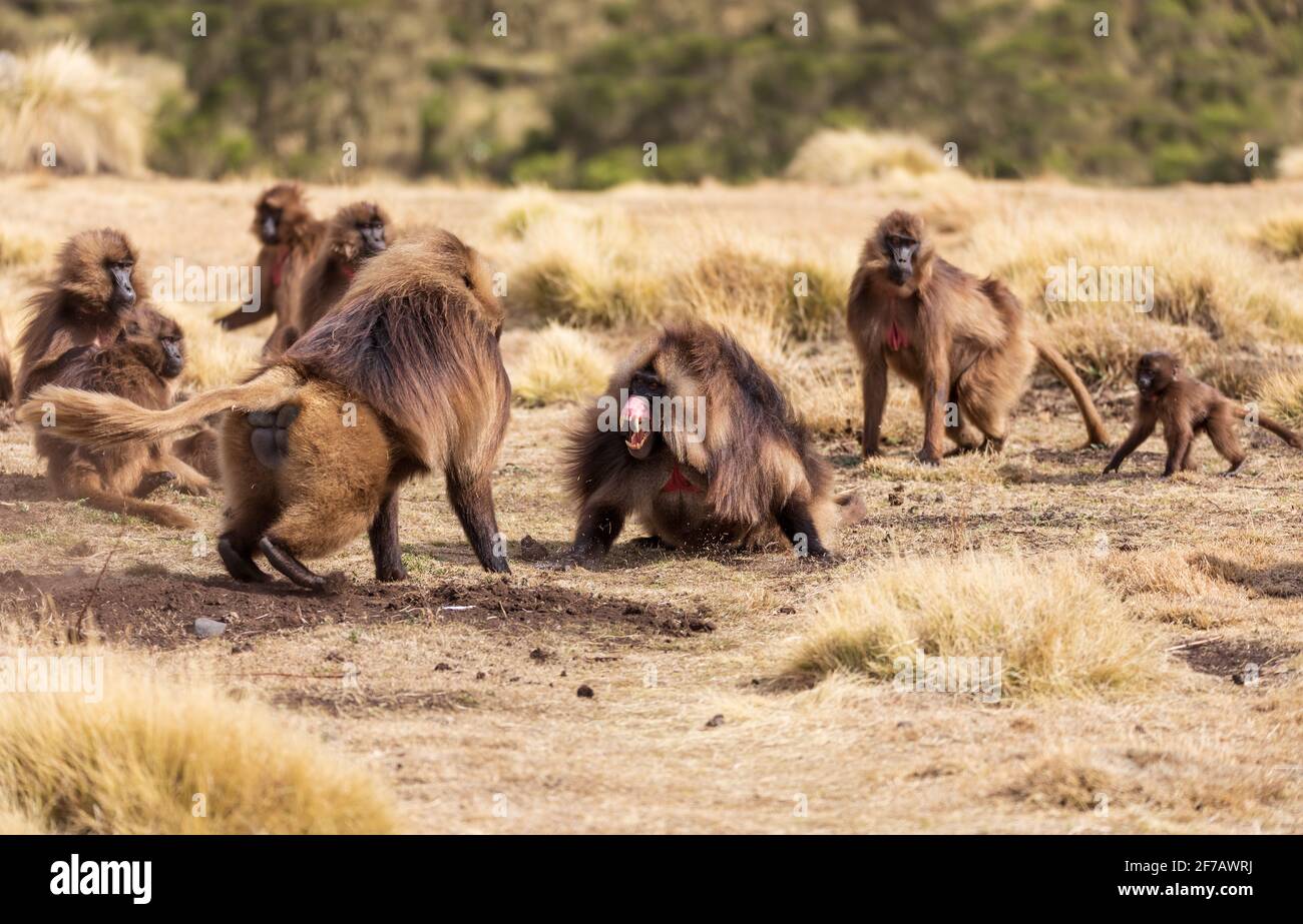 big males of endemic animal Gelada monkey fighting for female with with ...