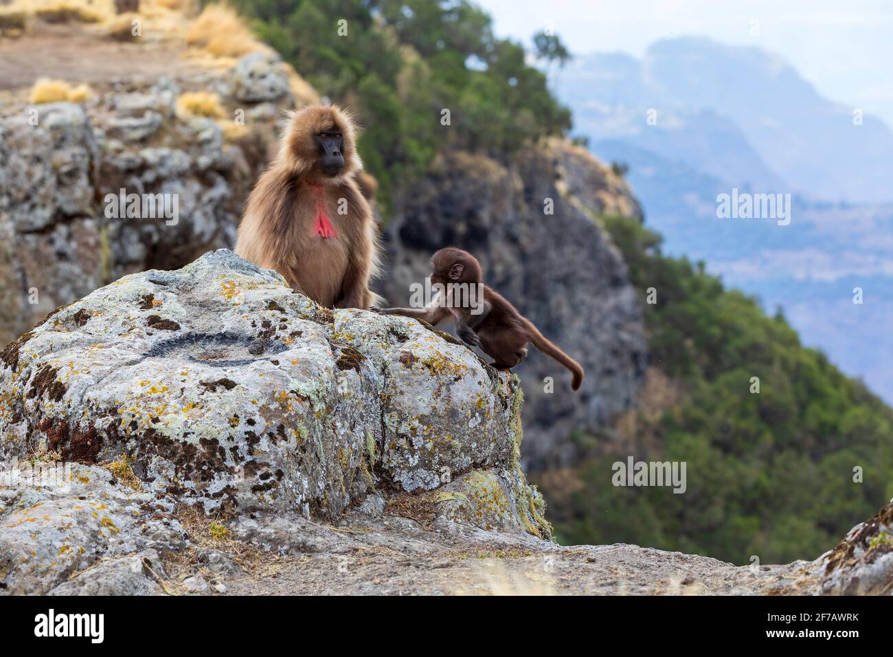 baby of endemic animal Gelada monkey on rock, endangered Theropithecus ...