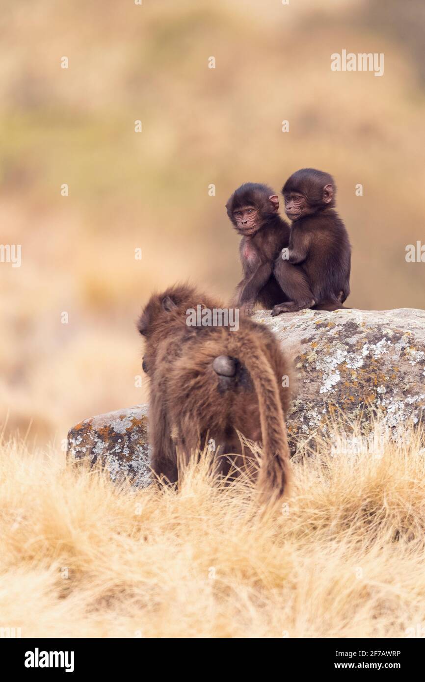 baby of endemic animal Gelada monkey on rock, endangered Theropithecus ...