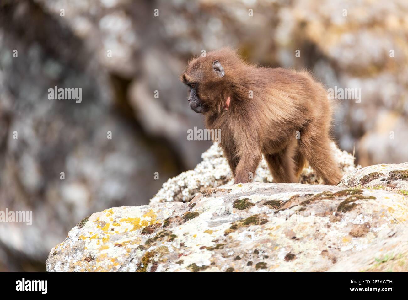 female of endemic animal Gelada monkey. Theropithecus gelada, Simien ...