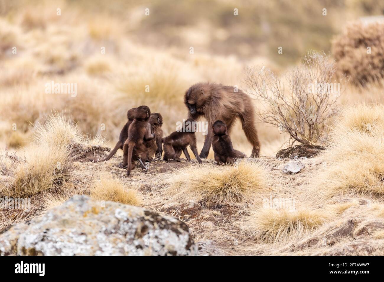 baby of endemic animal Gelada monkey on rock, endangered Theropithecus ...