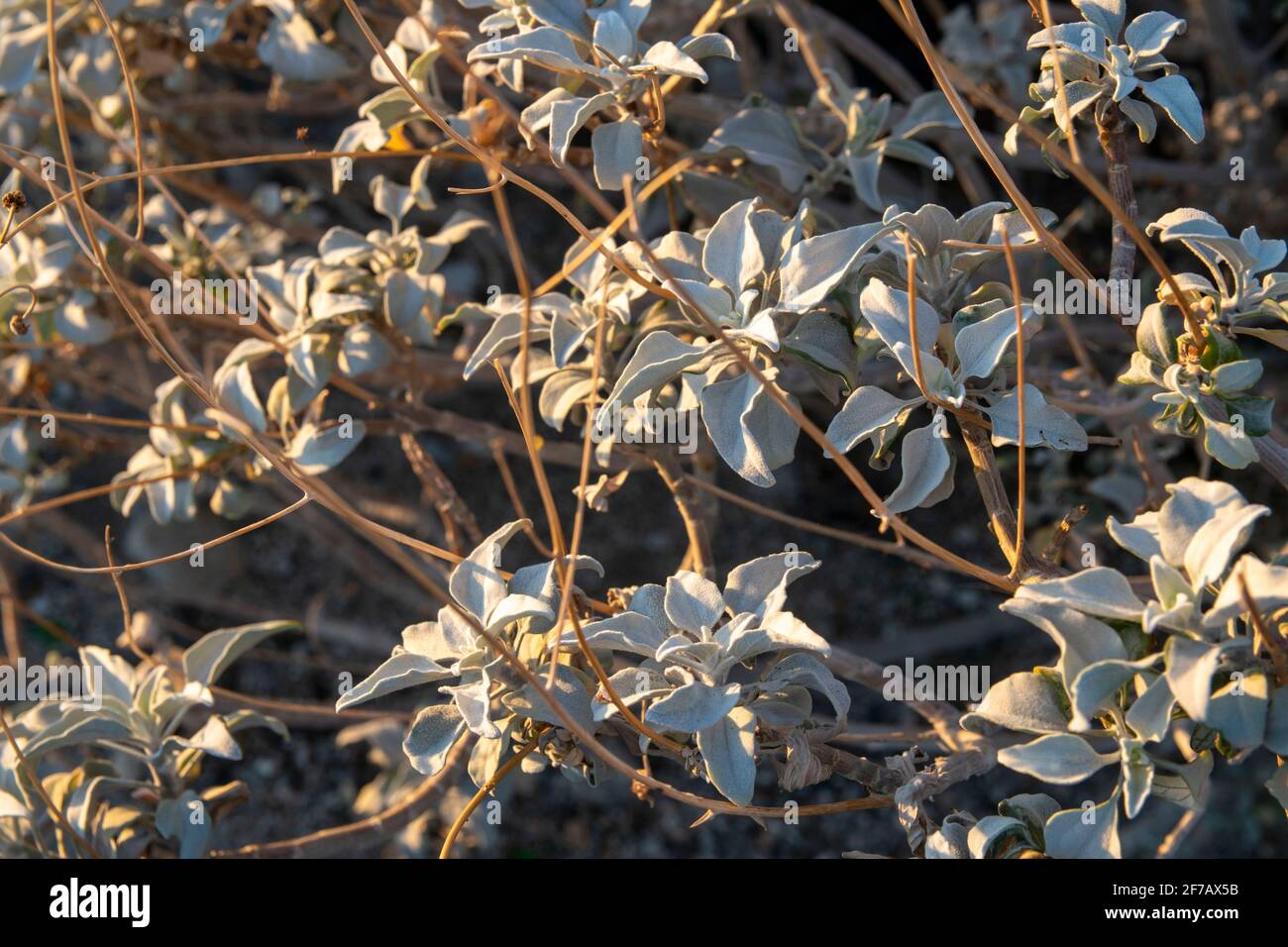 This Indian Land sign sits close to Palm Springs, CA, USA and looks ...