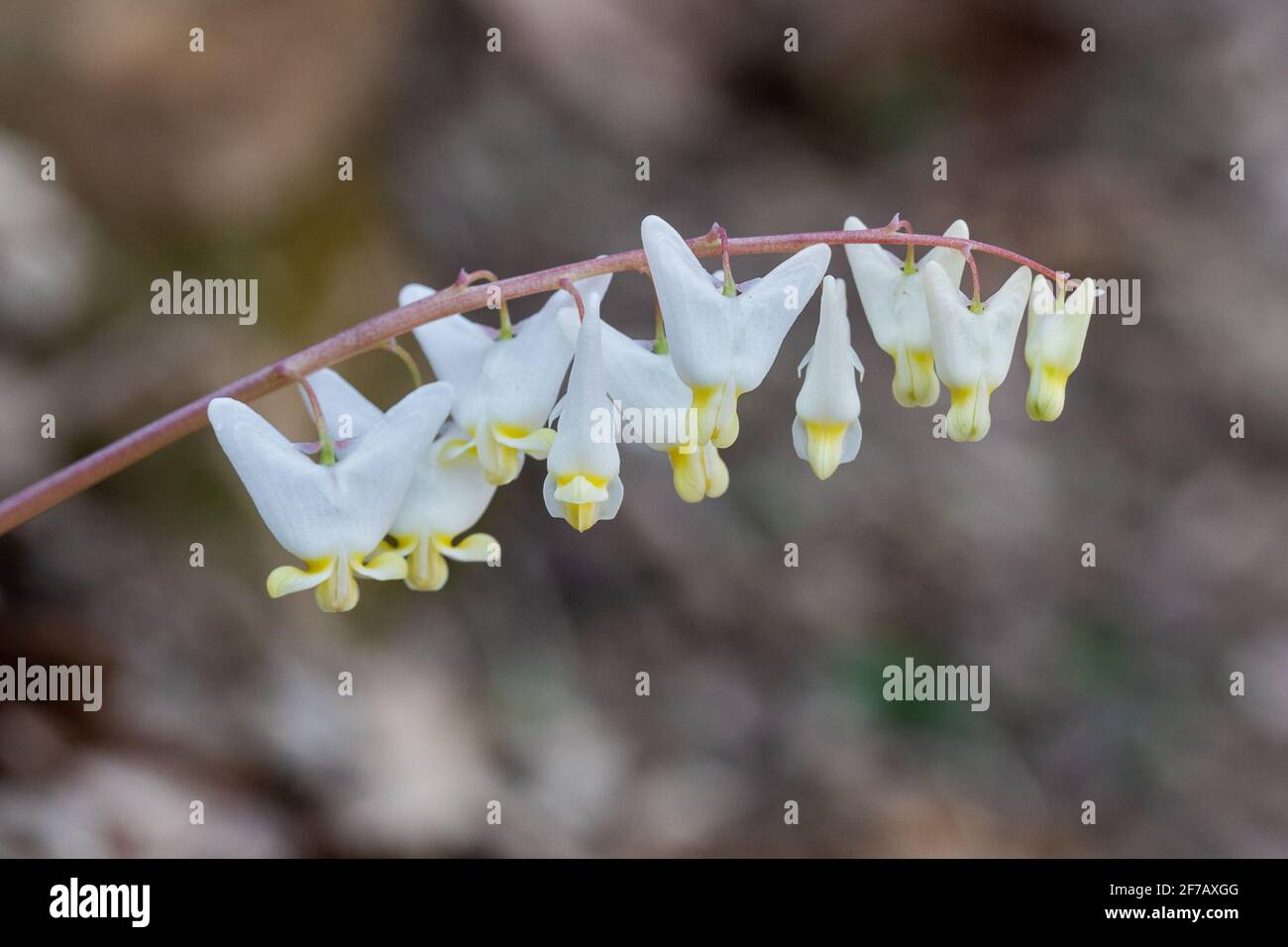 Dutchman’s Breeches flowers (Dicentra cucullaria) in Iowa Stock Photo ...