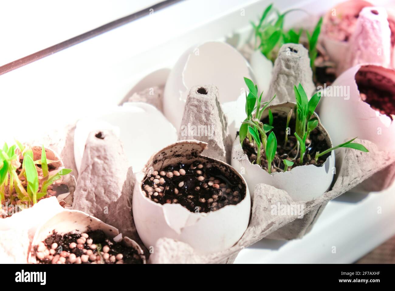Seedlings in egg shell at home. Early seedlings grown from seeds at ...