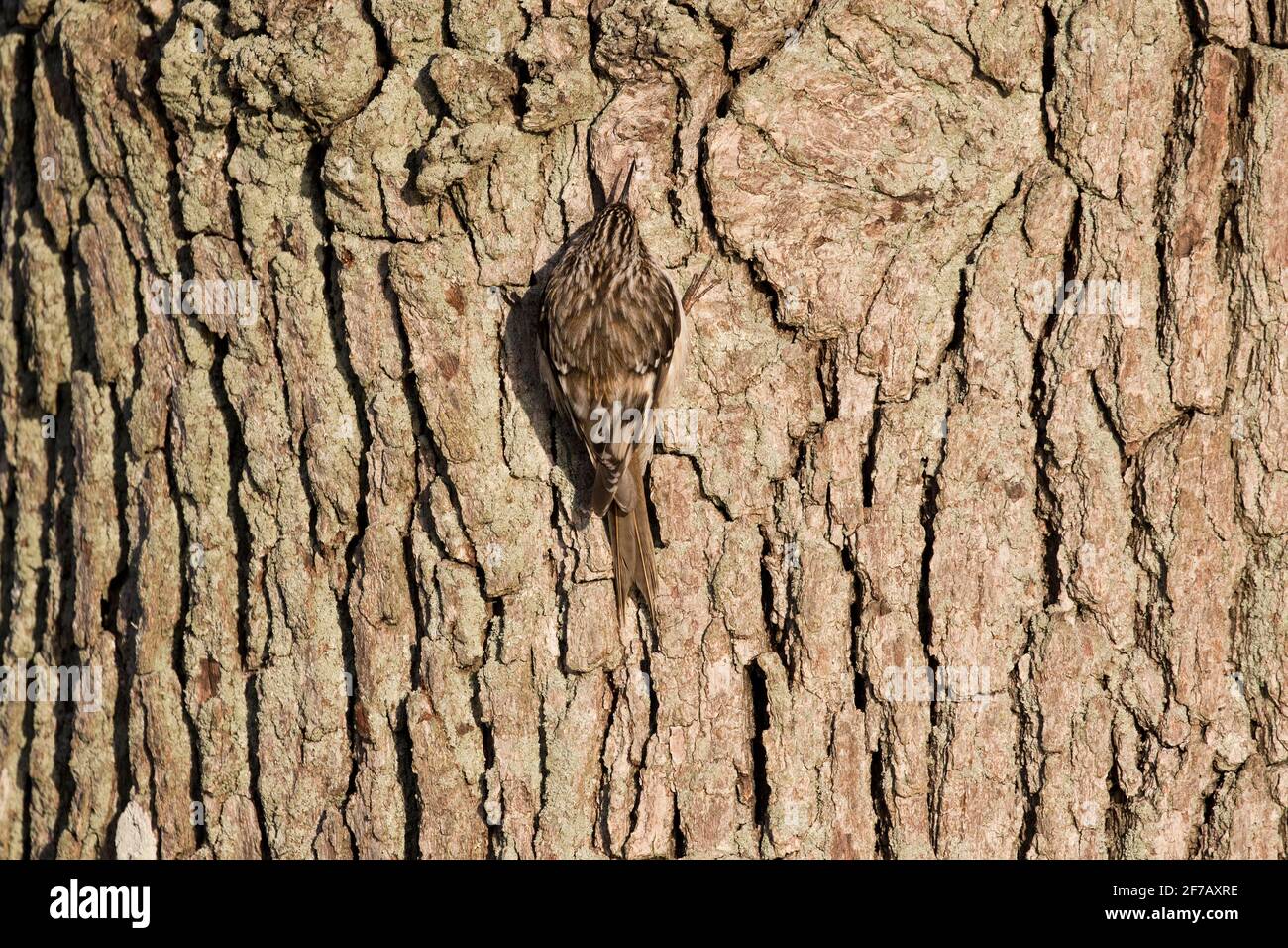 Brown Creeper (Certhia americana) climbing a tree trunk in Long Island ...