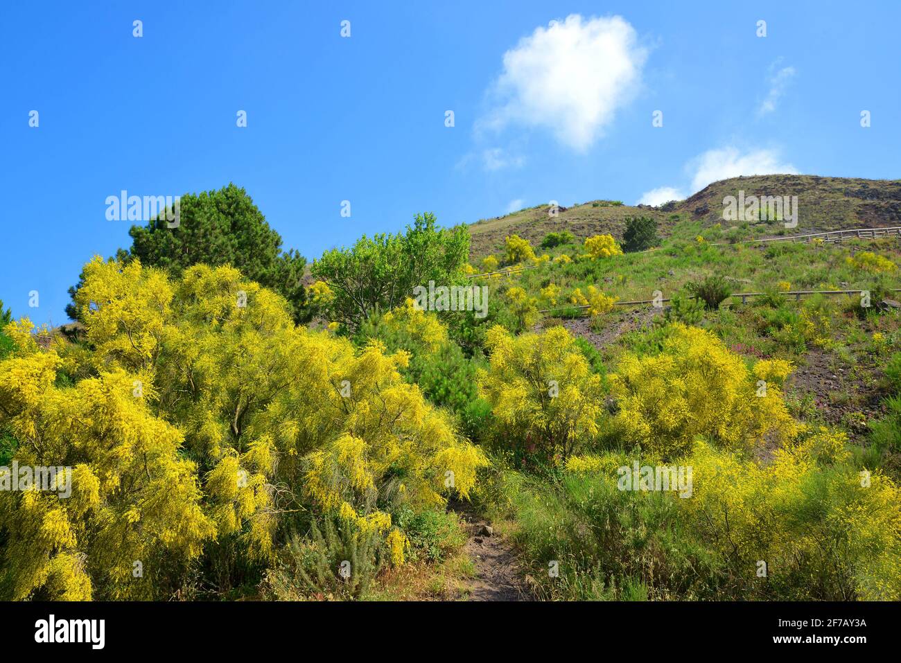 Yellow vesuvio hi-res stock photography and images - Alamy