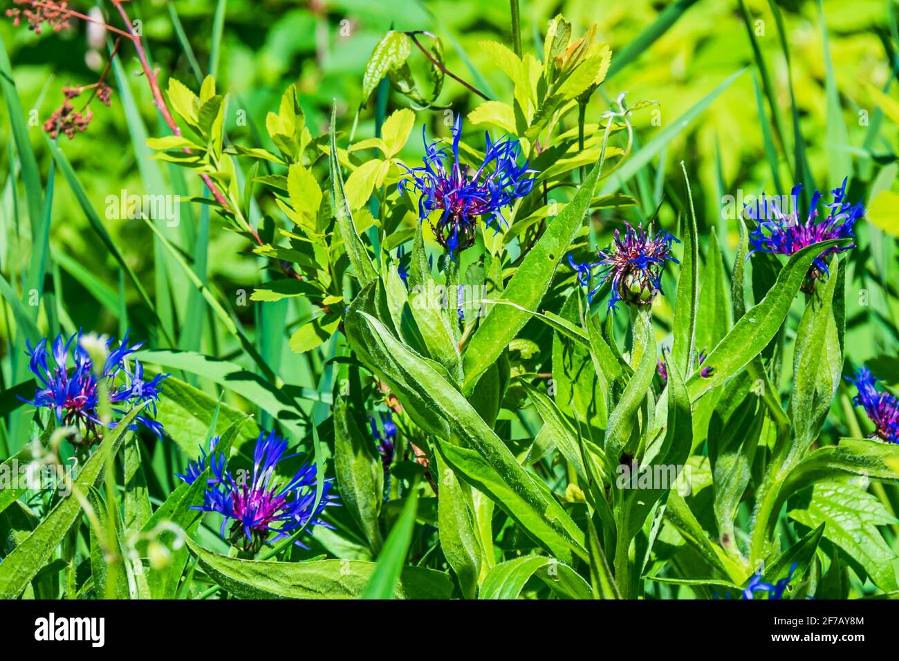 Canadian wetland and wild flowers and wild life Stock Photo - Alamy