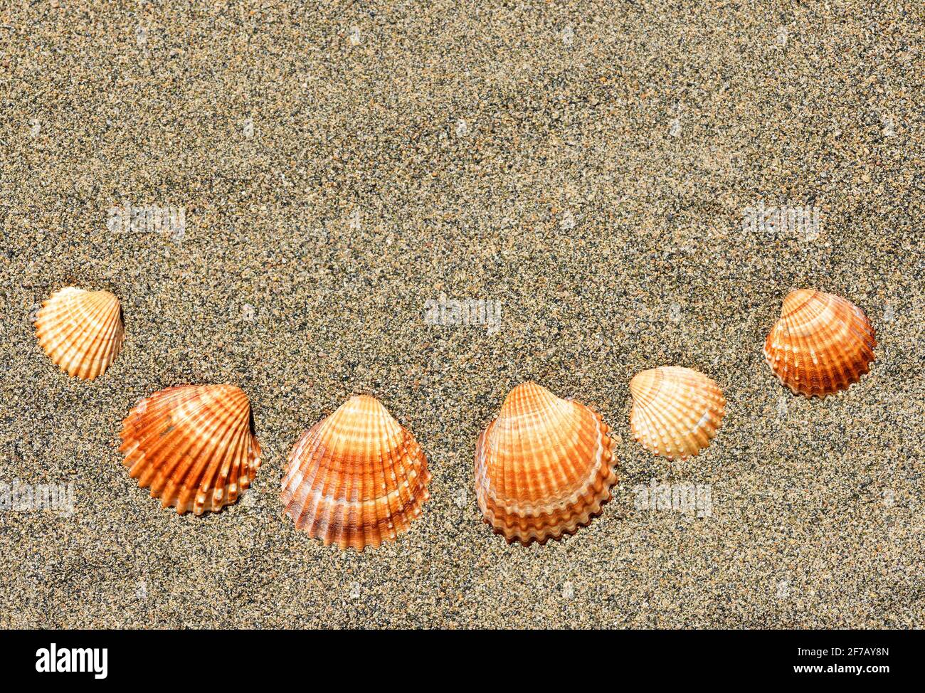 Sea shells in the sand as background Stock Photo - Alamy