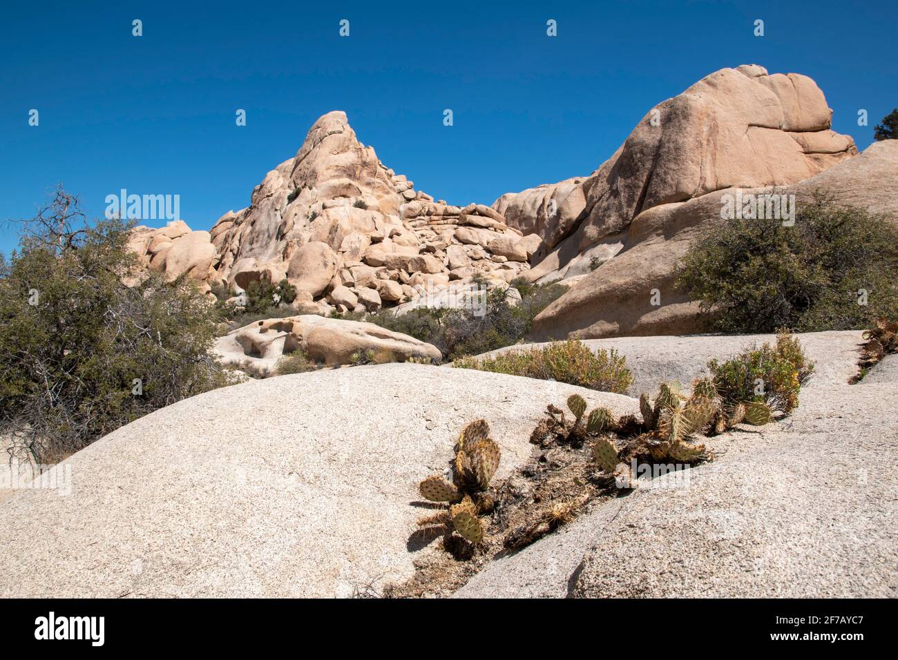 Joshua Tree National Park is a haven to rock piles, cactus and massive ...