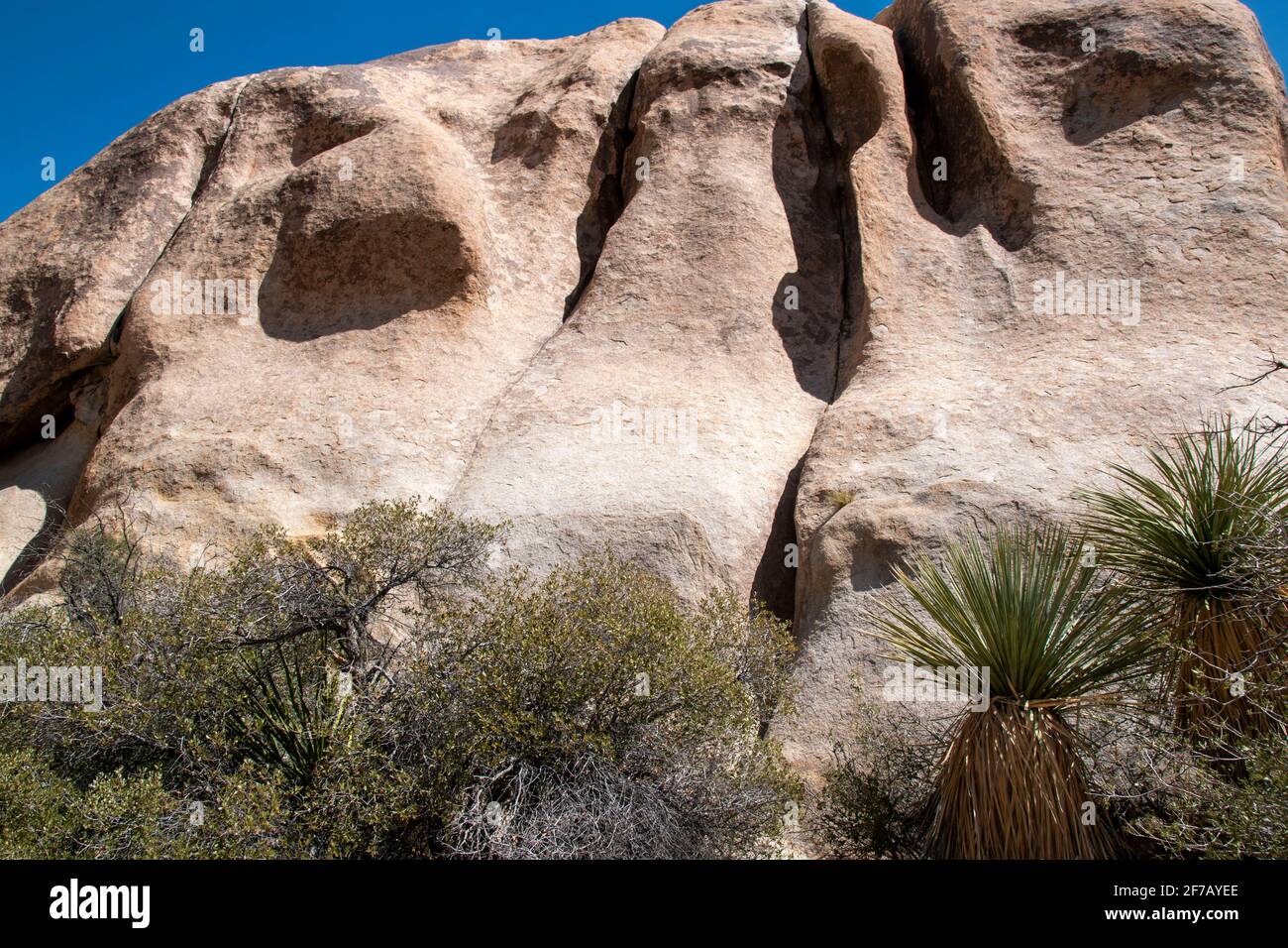 Joshua Tree National Park is a haven to rock piles, cactus and massive ...