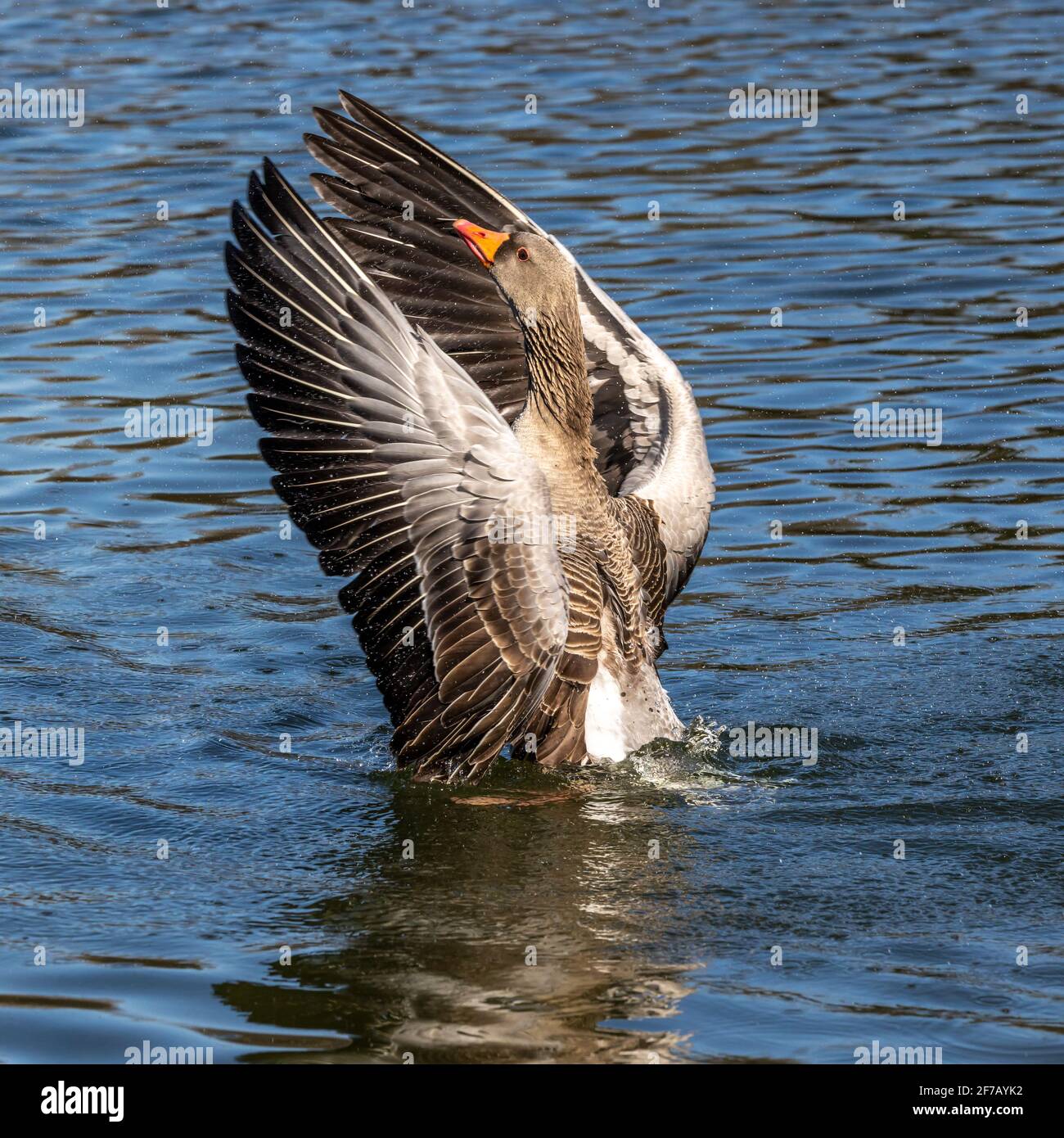 The greylag goose, Anser anser is a species of large goose in the ...