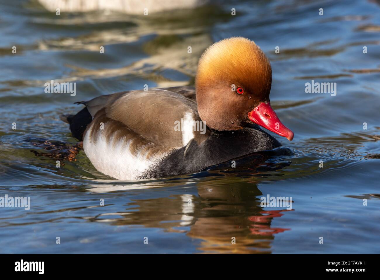 The Red-crested Pochard, Netta rufina is a large diving duck. Here ...